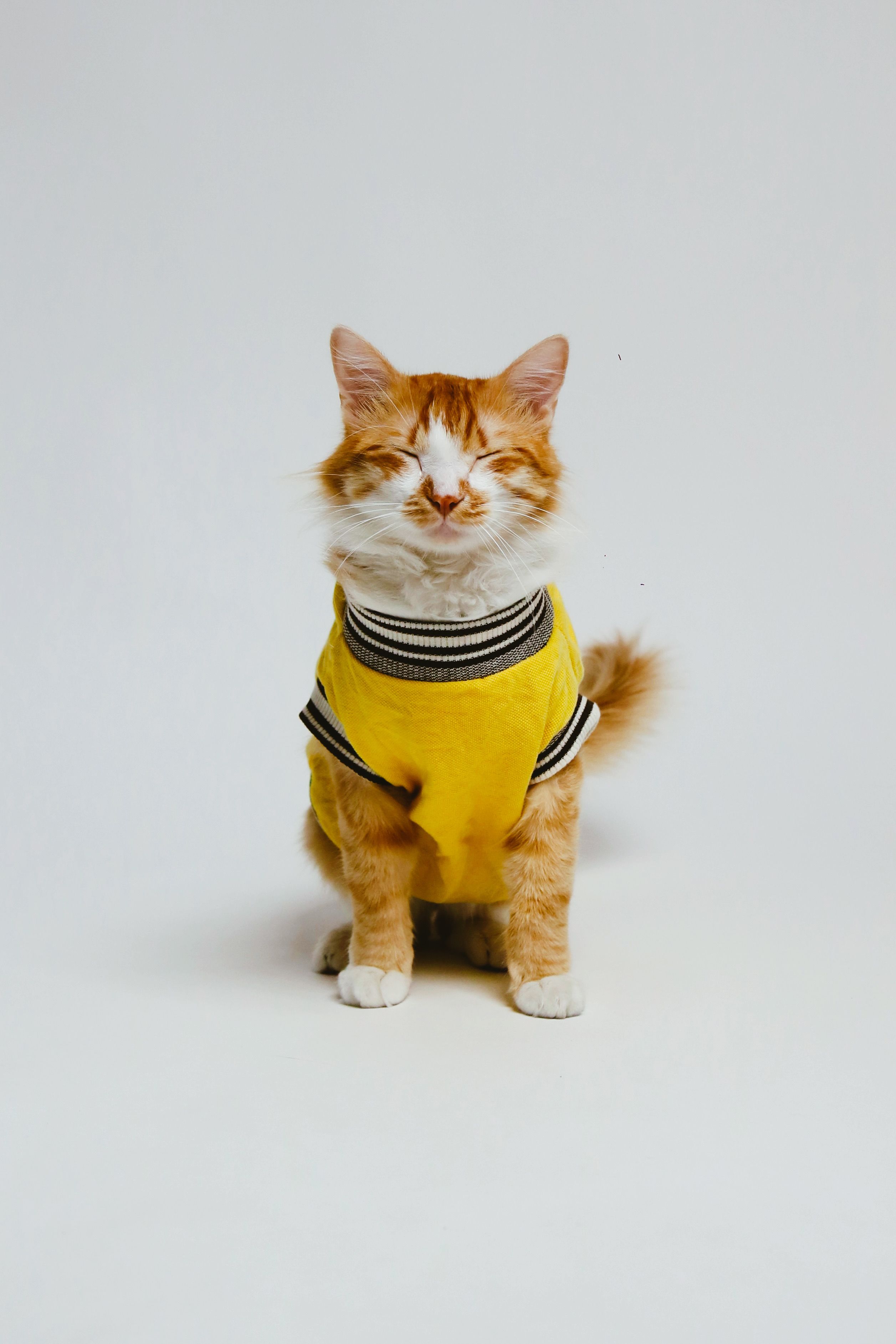 Ginger Furball Photos, Download The BEST Free Ginger Furball Stock ...