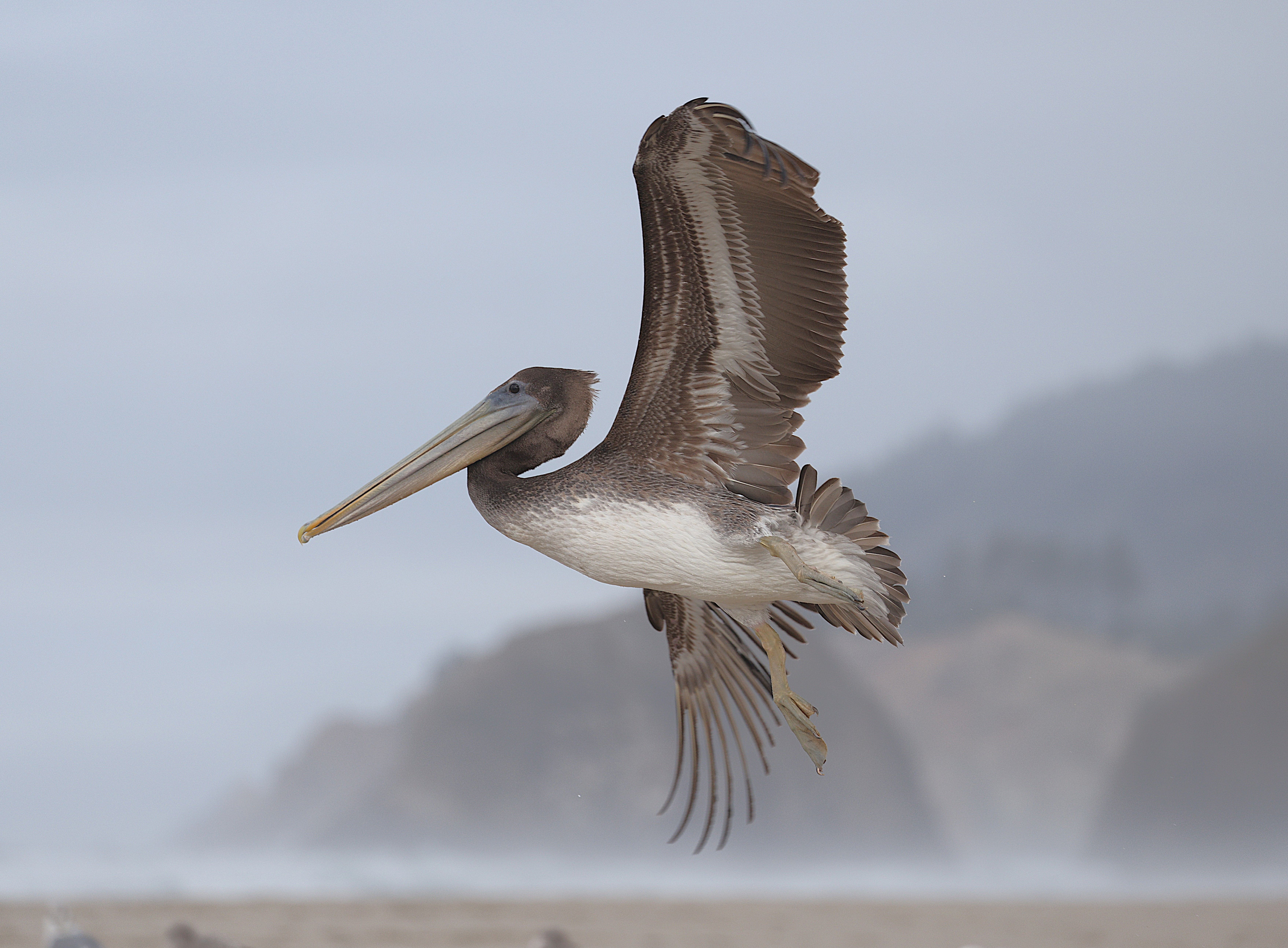 Brown Pelican Gliding at Cannon Beach, Oregon · Free Stock Photo