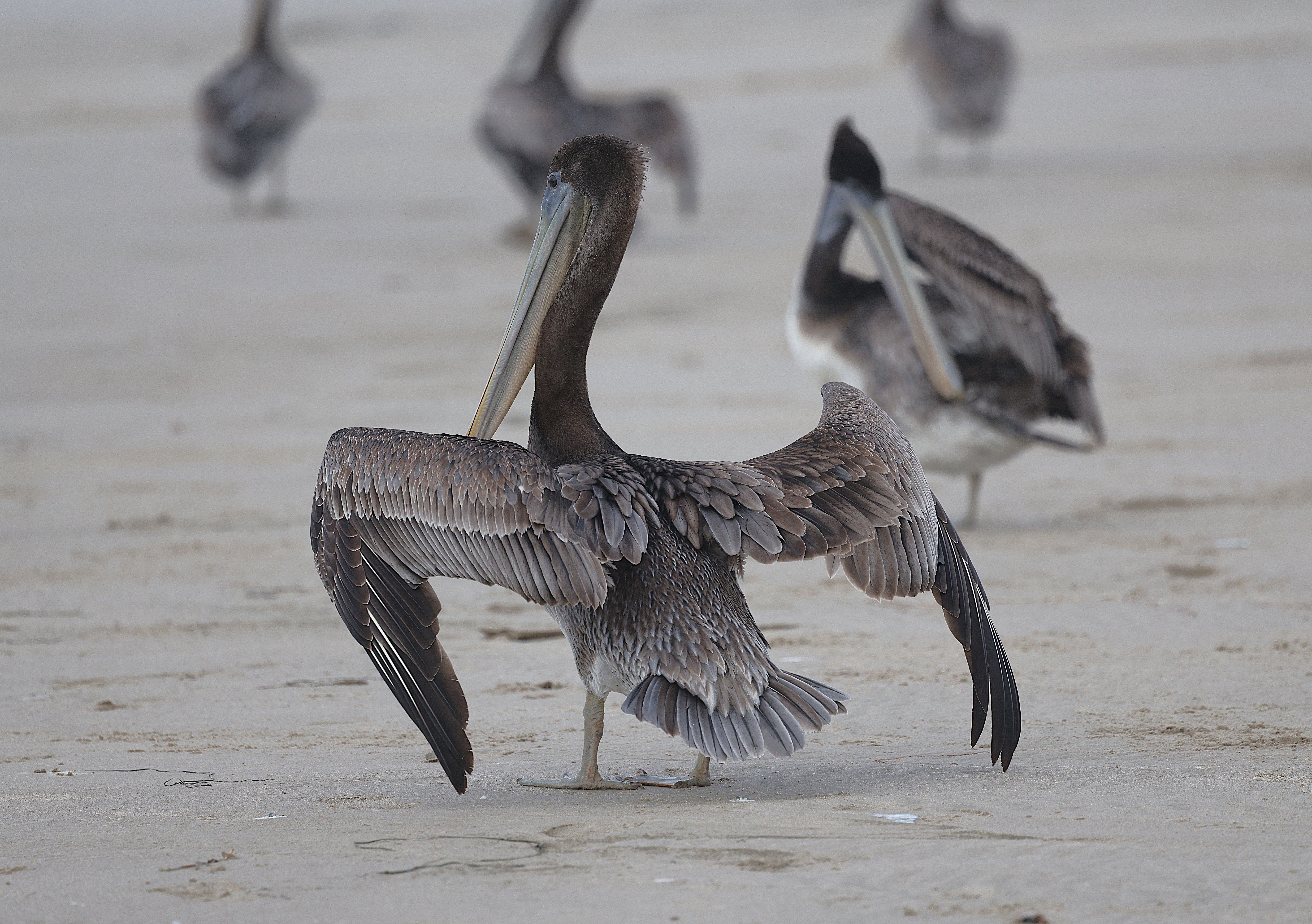 Brown Pelicans on Cannon Beach, Oregon · Free Stock Photo