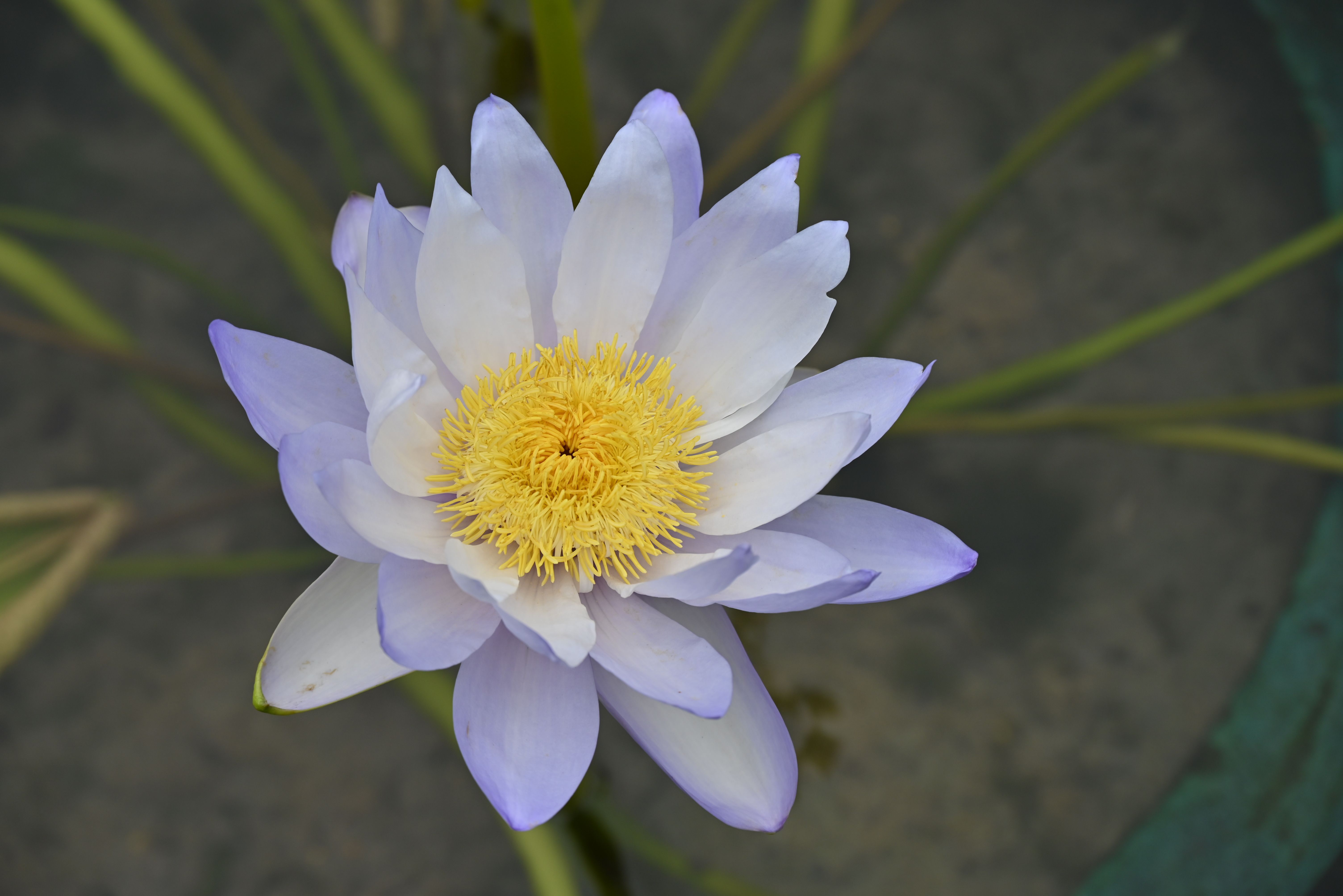 Close-up of a Vibrant Blue Water Lily in Bloom · Free Stock Photo