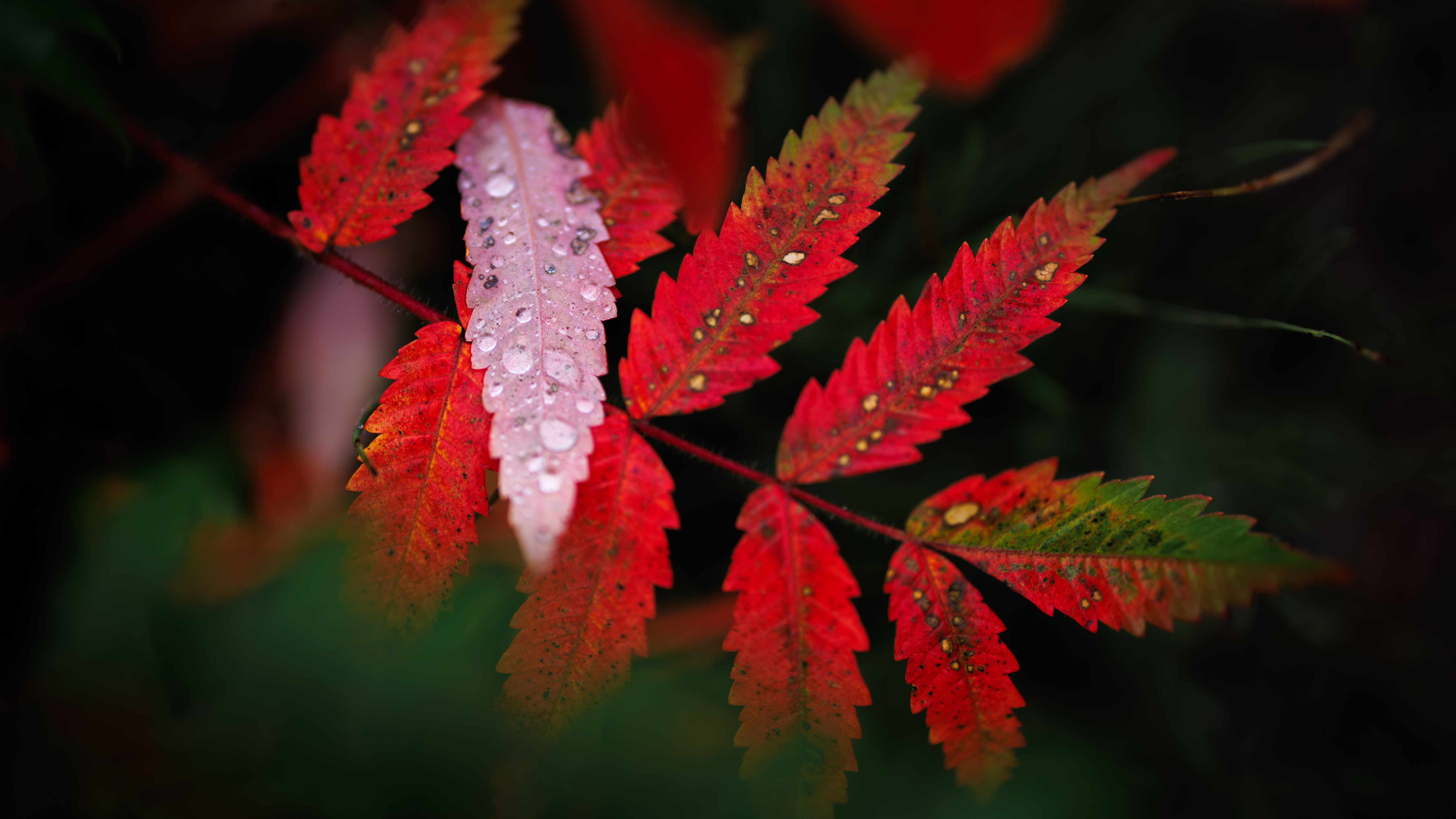 Los Colores Del Otoño · Foto de stock gratuita