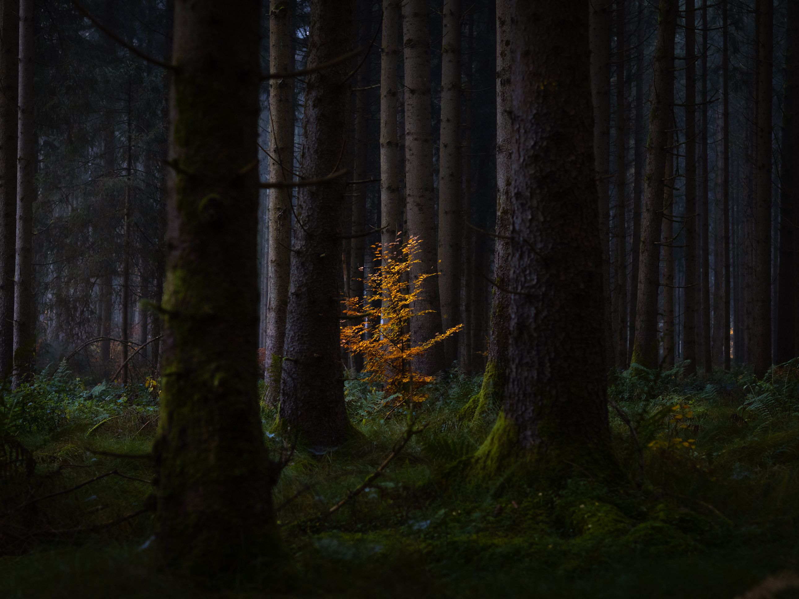 Moody Forest Scene with Vibrant Autumn Foliage · Free Stock Photo