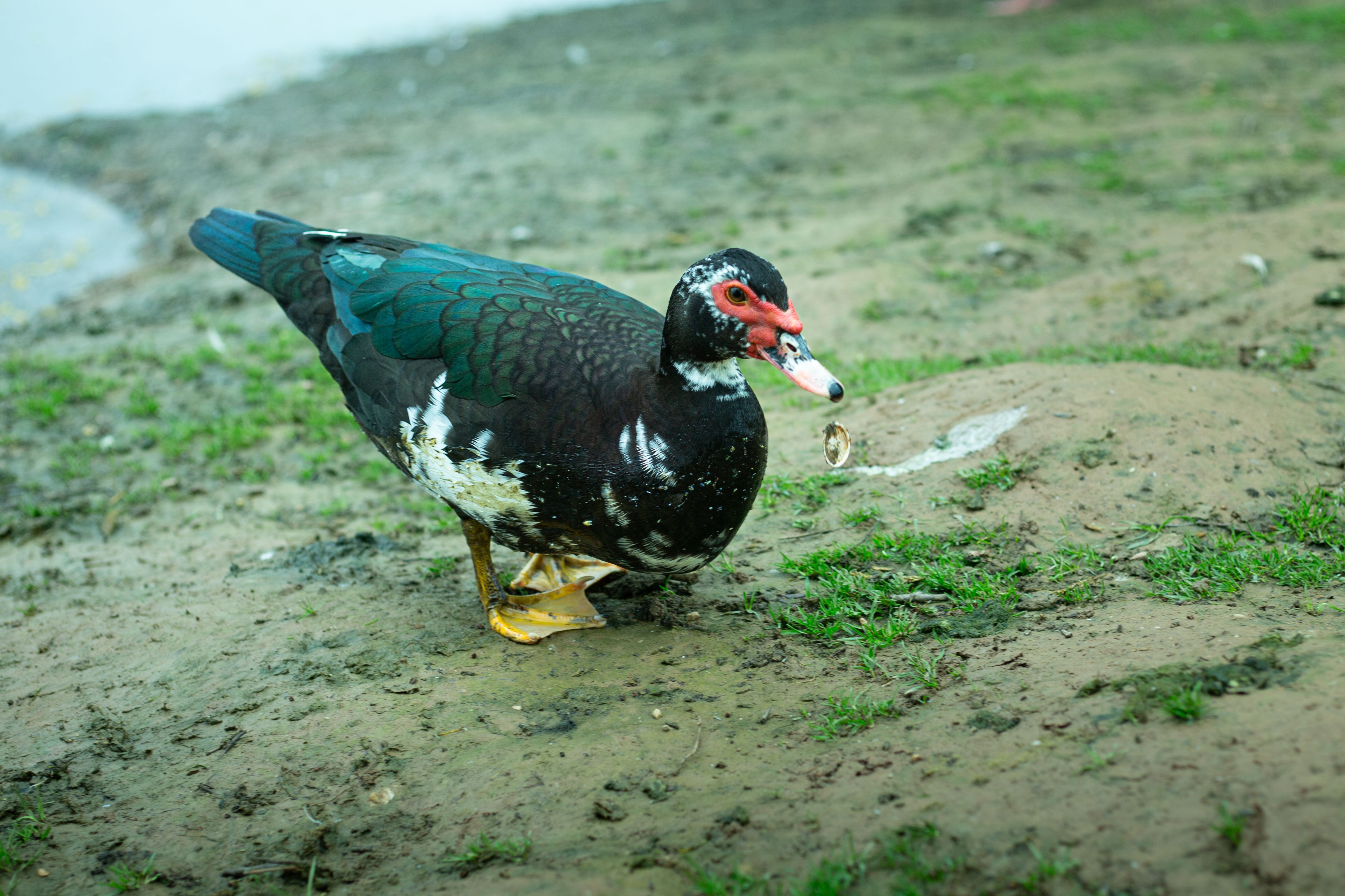 Muscovy Duck Near Pond on Muddy Ground · Free Stock Photo