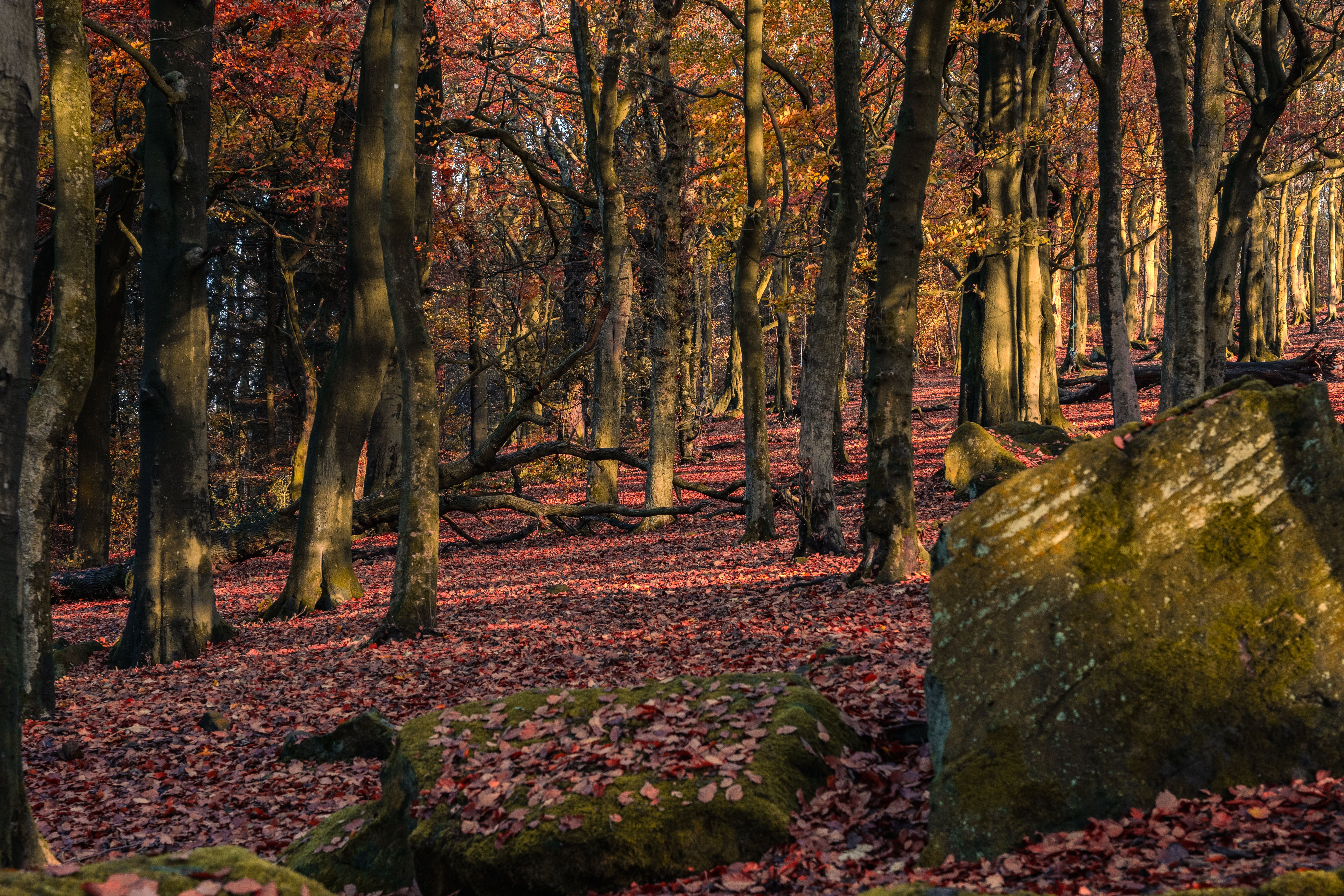 November Photos, Download The BEST Free November Stock Photos & HD Images