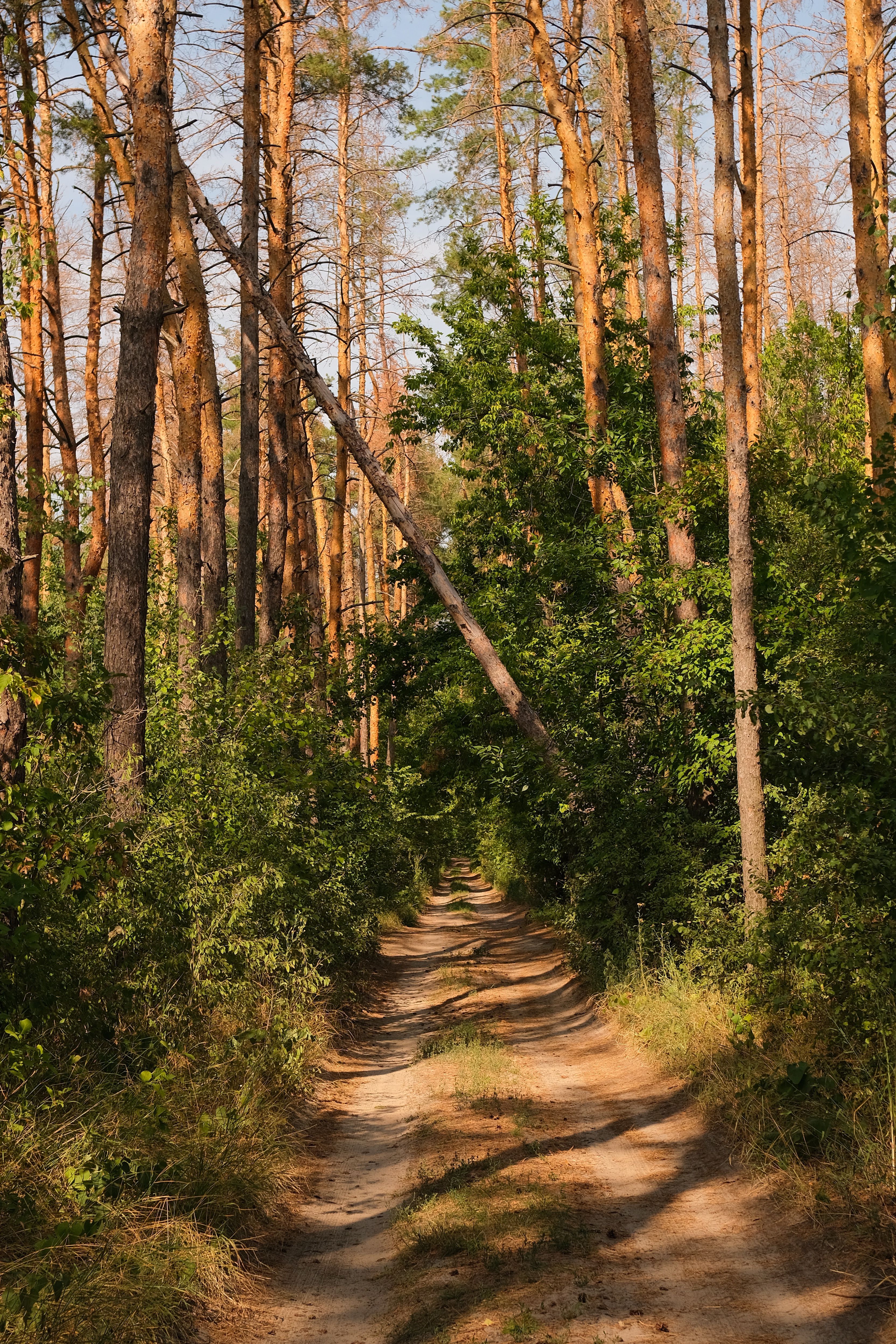 Scenic Pine Forest Pathway in Ukraine · Free Stock Photo