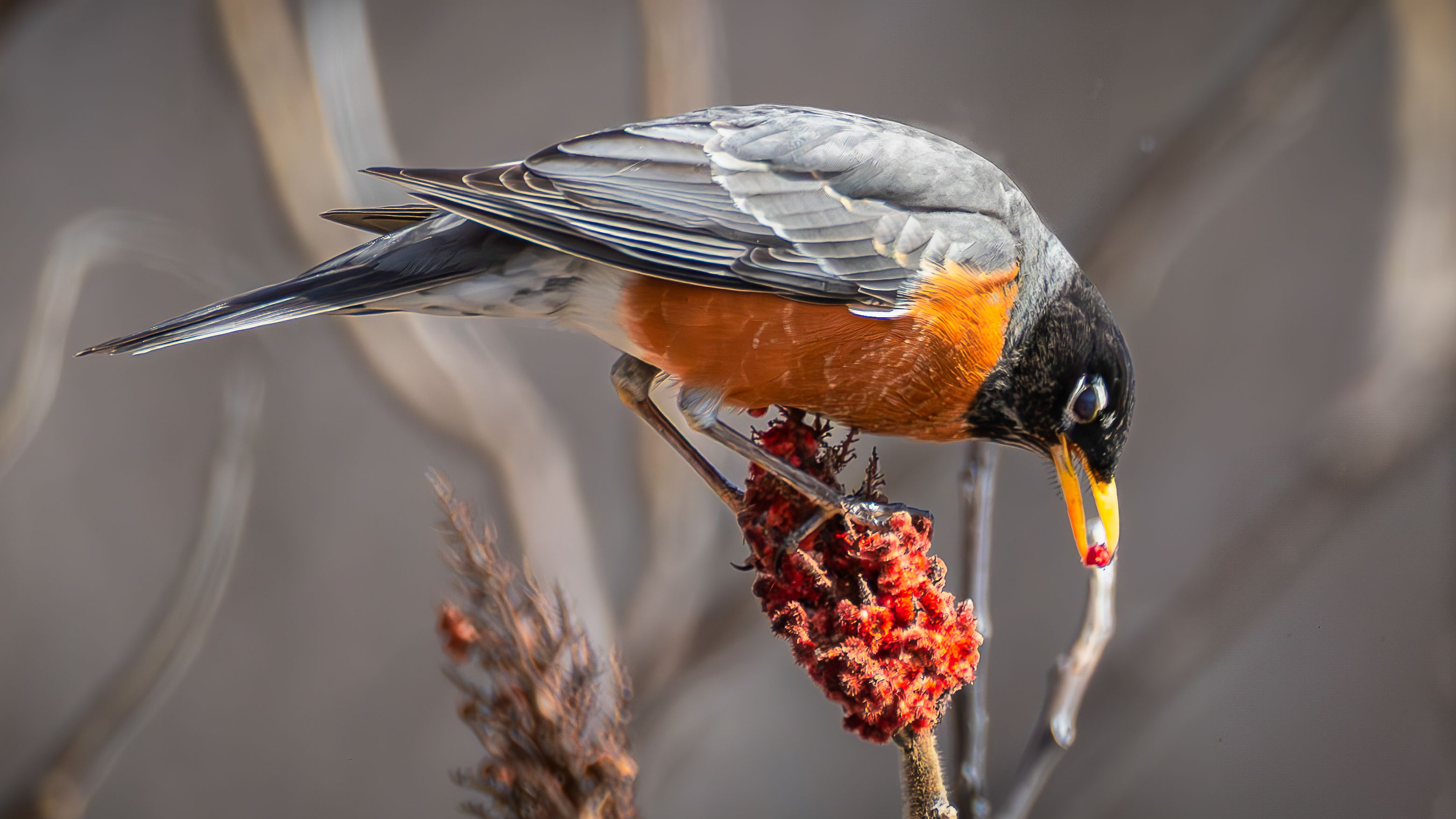 American Robin Eating Berries on Winter Branch · Free Stock Photo