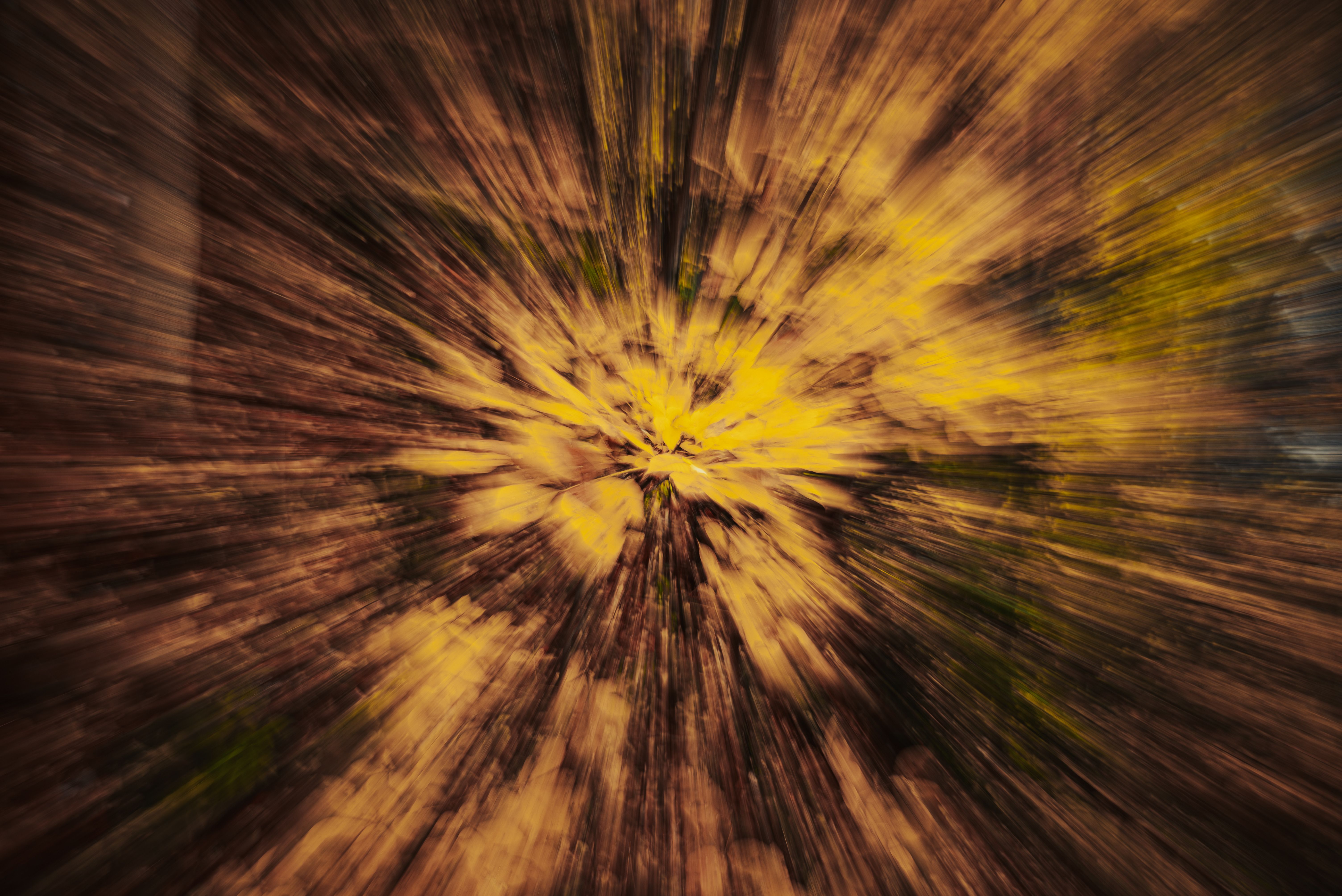 Forest Zoom Photos, Download The BEST Free Forest Zoom Stock Photos ...