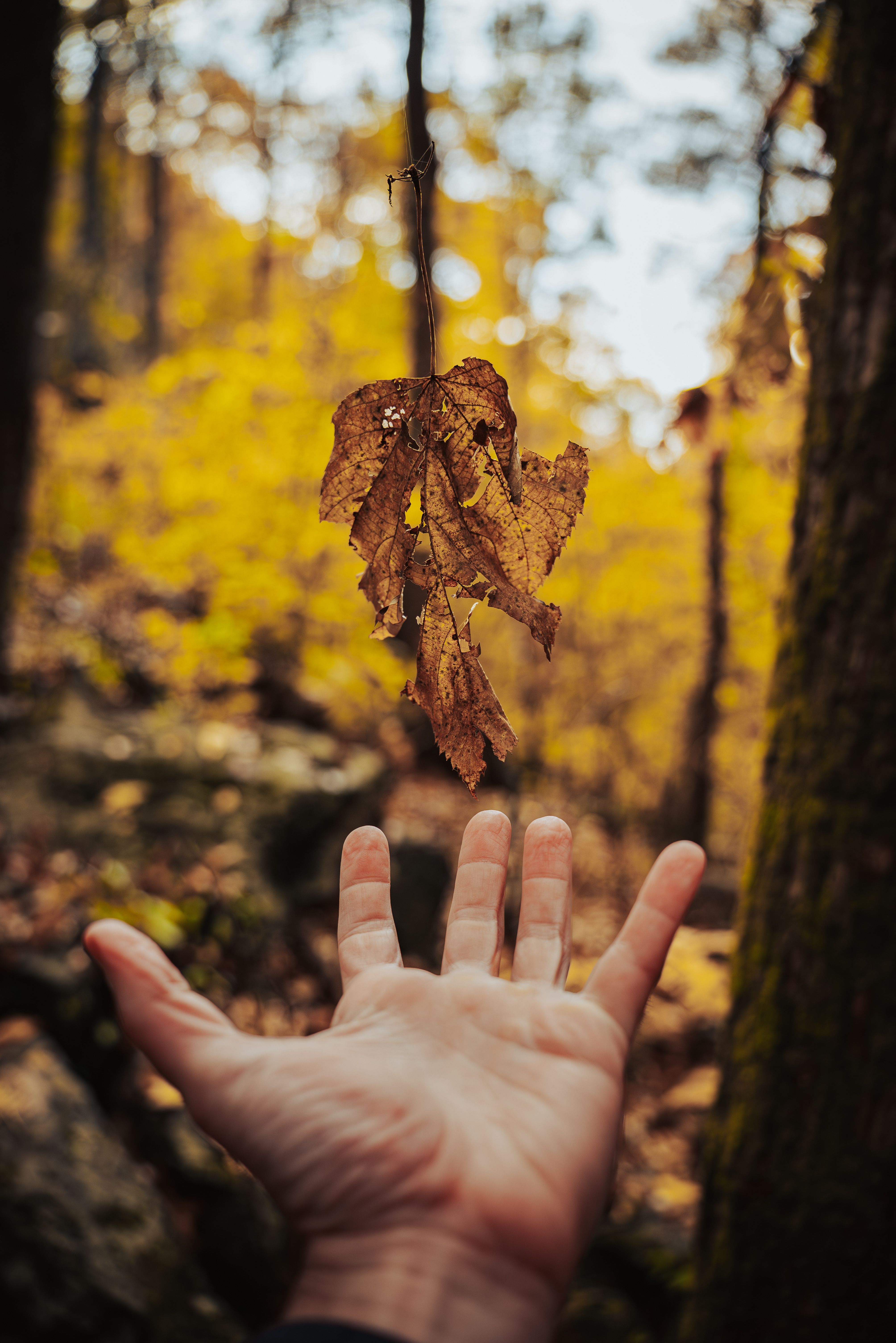 Fall Onto Outstretched Hand Photos, Download The BEST Free Fall Onto ...