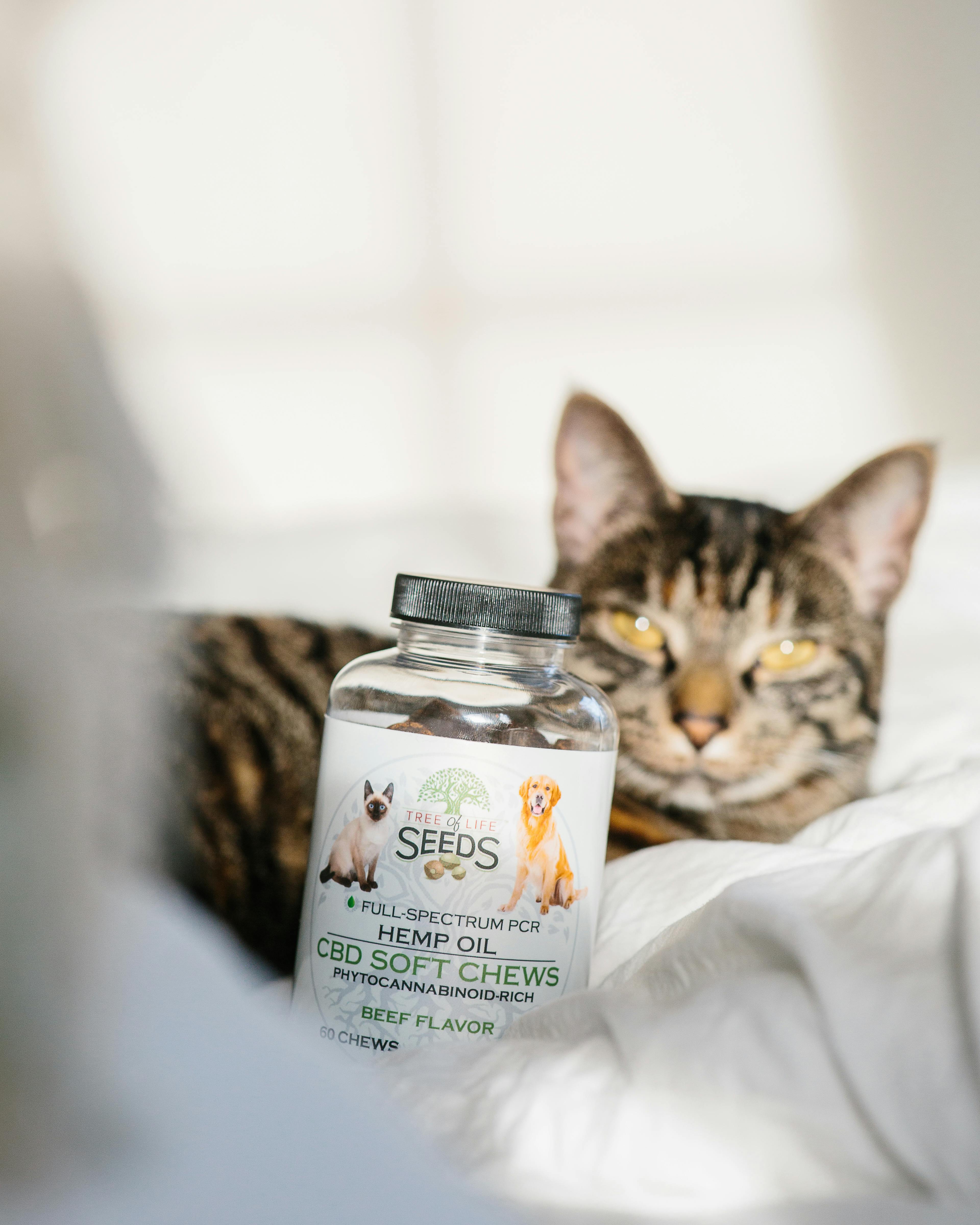 Tree of Life Seeds · Photography