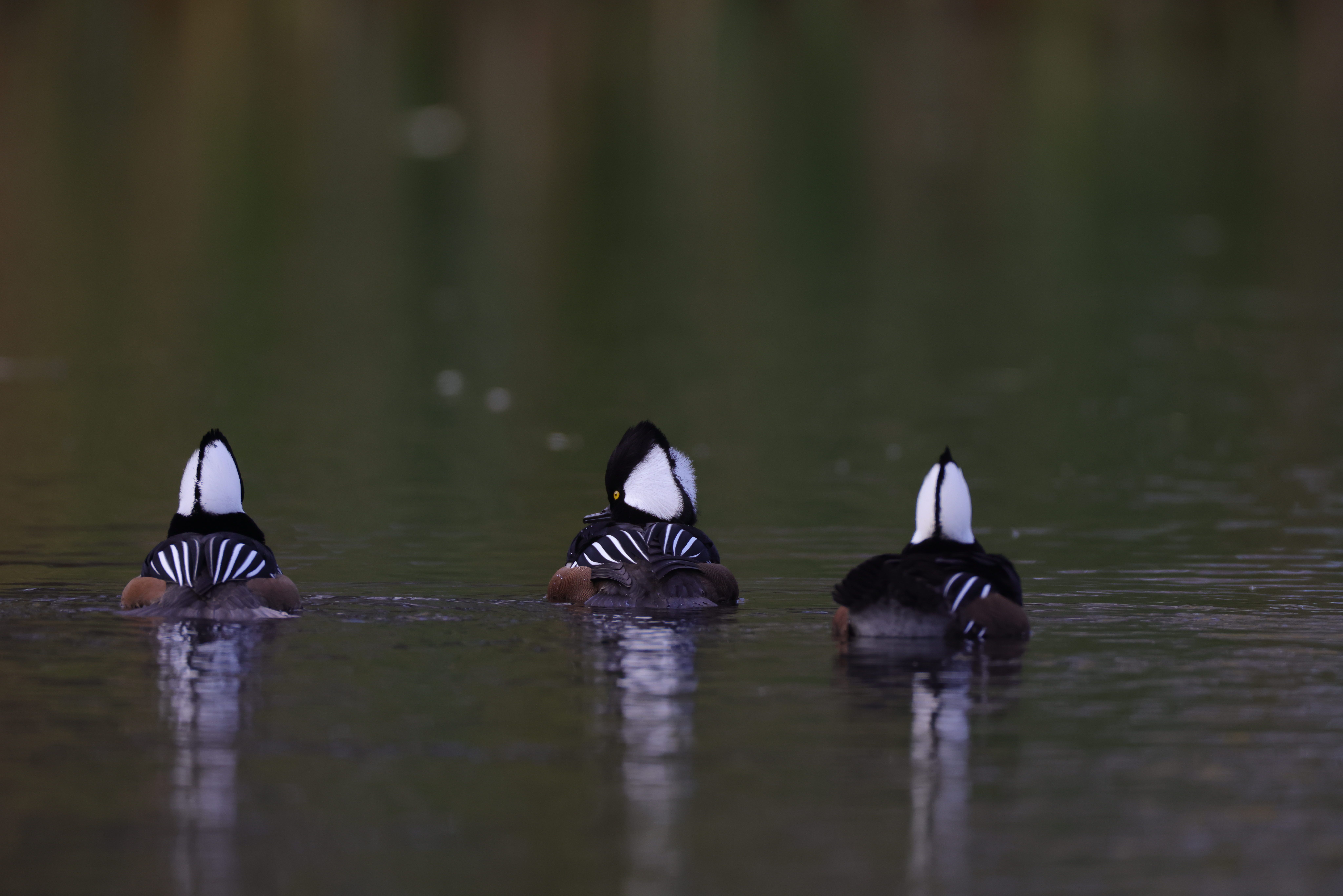 Trio Photos, Download The BEST Free Trio Stock Photos & HD Images