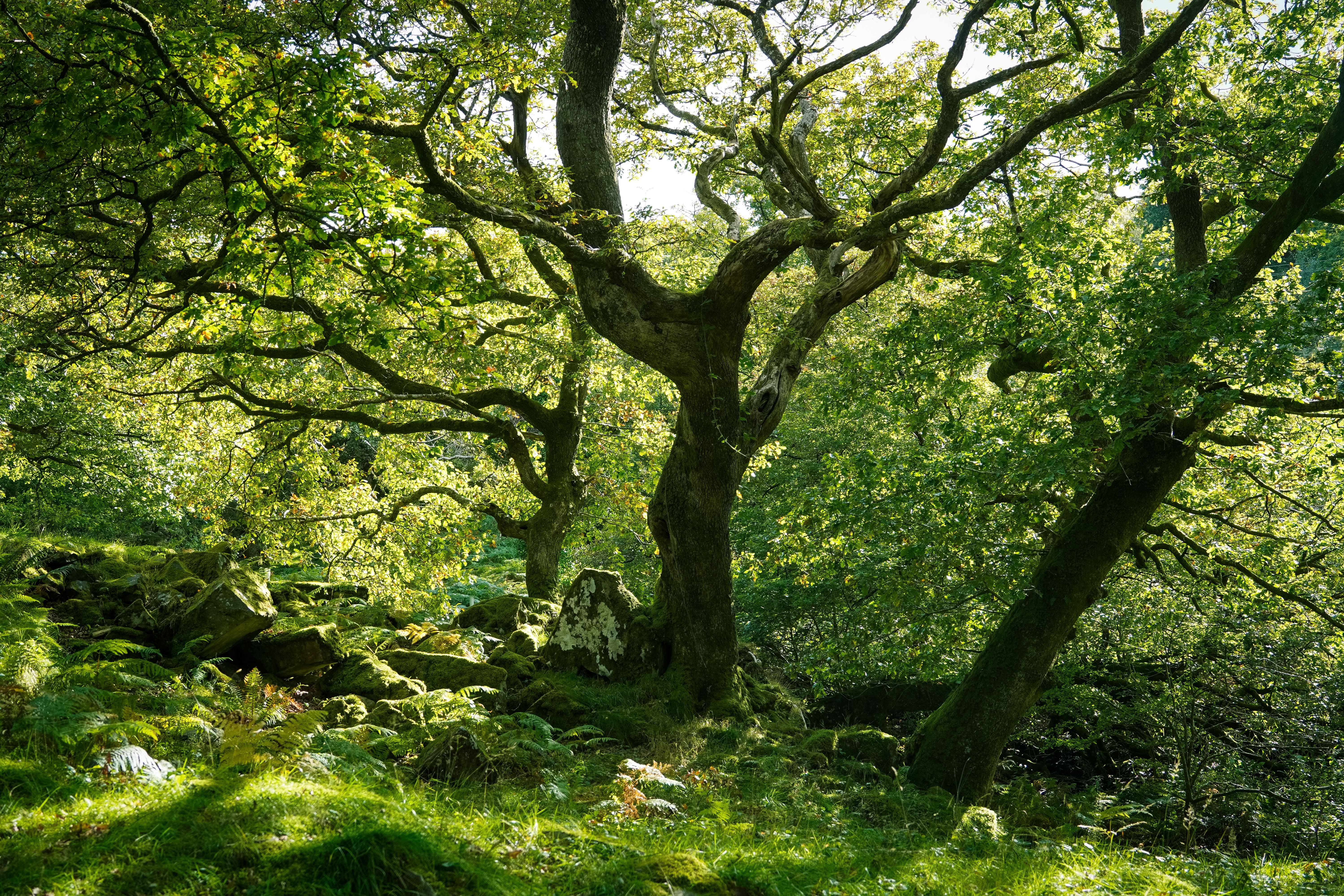 Lush Woodland Scene in Welsh Forest · Free Stock Photo