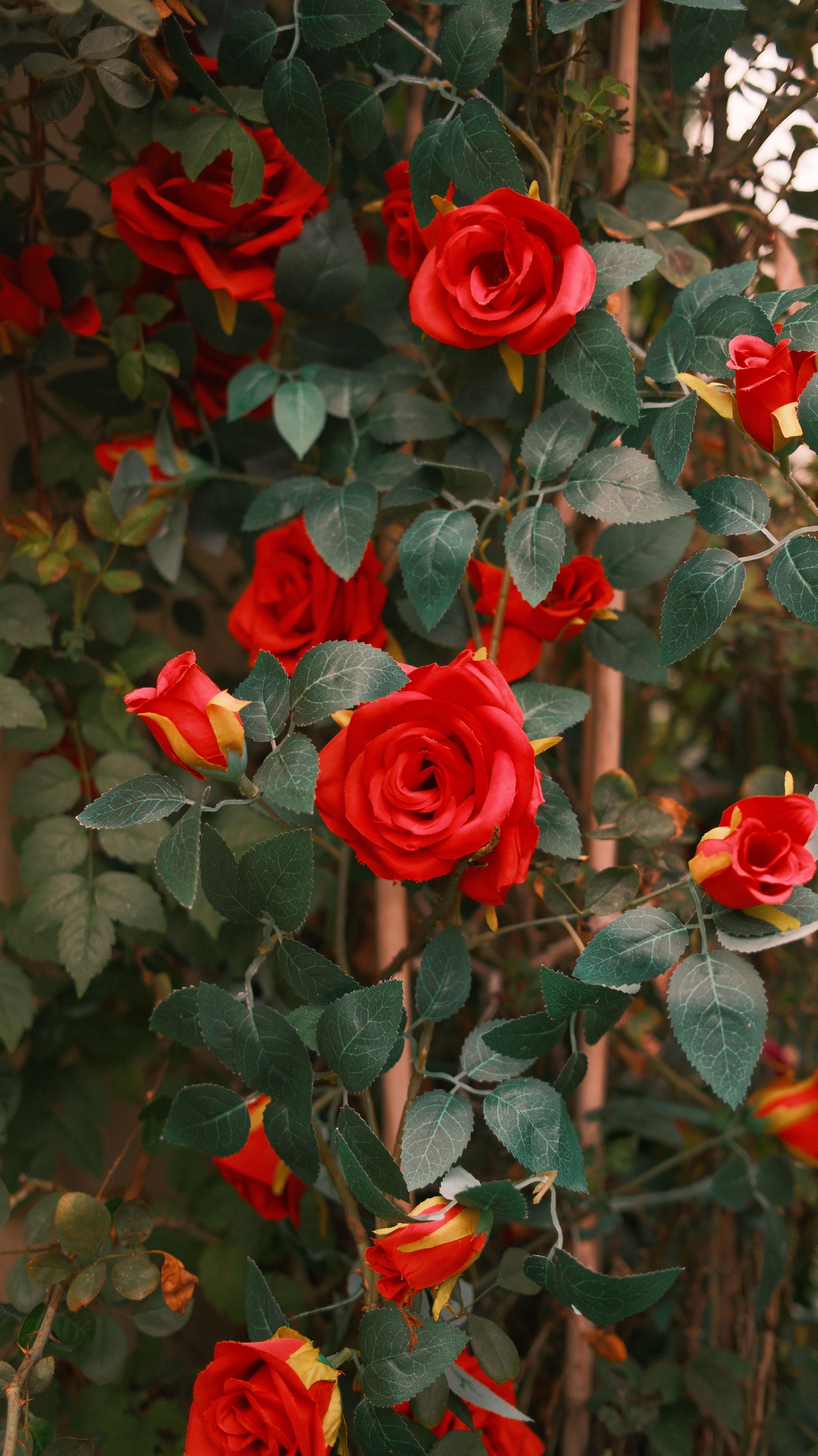Vibrant Red Roses in Full Bloom Outdoors · Free Stock Photo