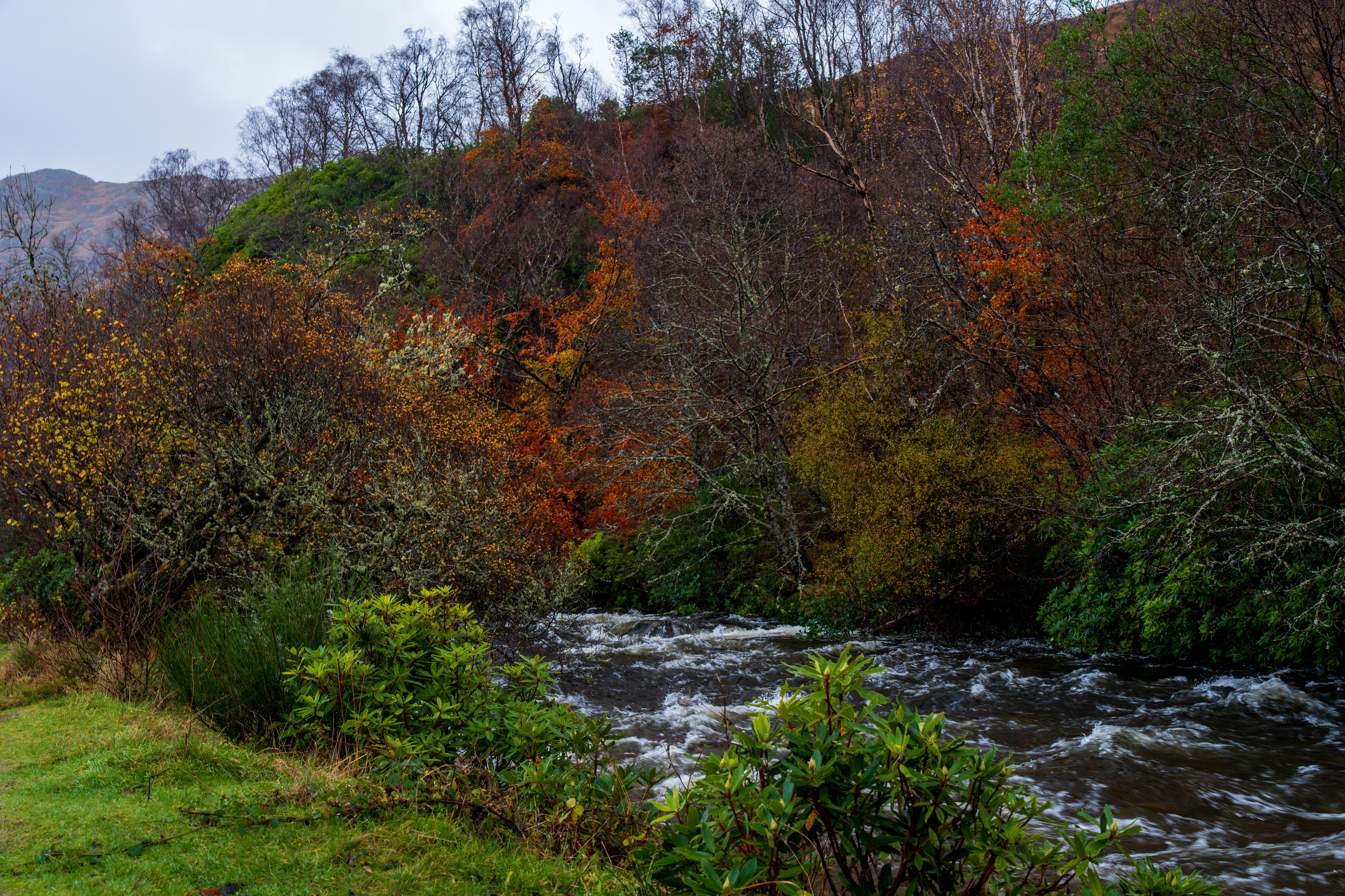 Autumn River Scene in a Serene Forest Setting · Free Stock Photo