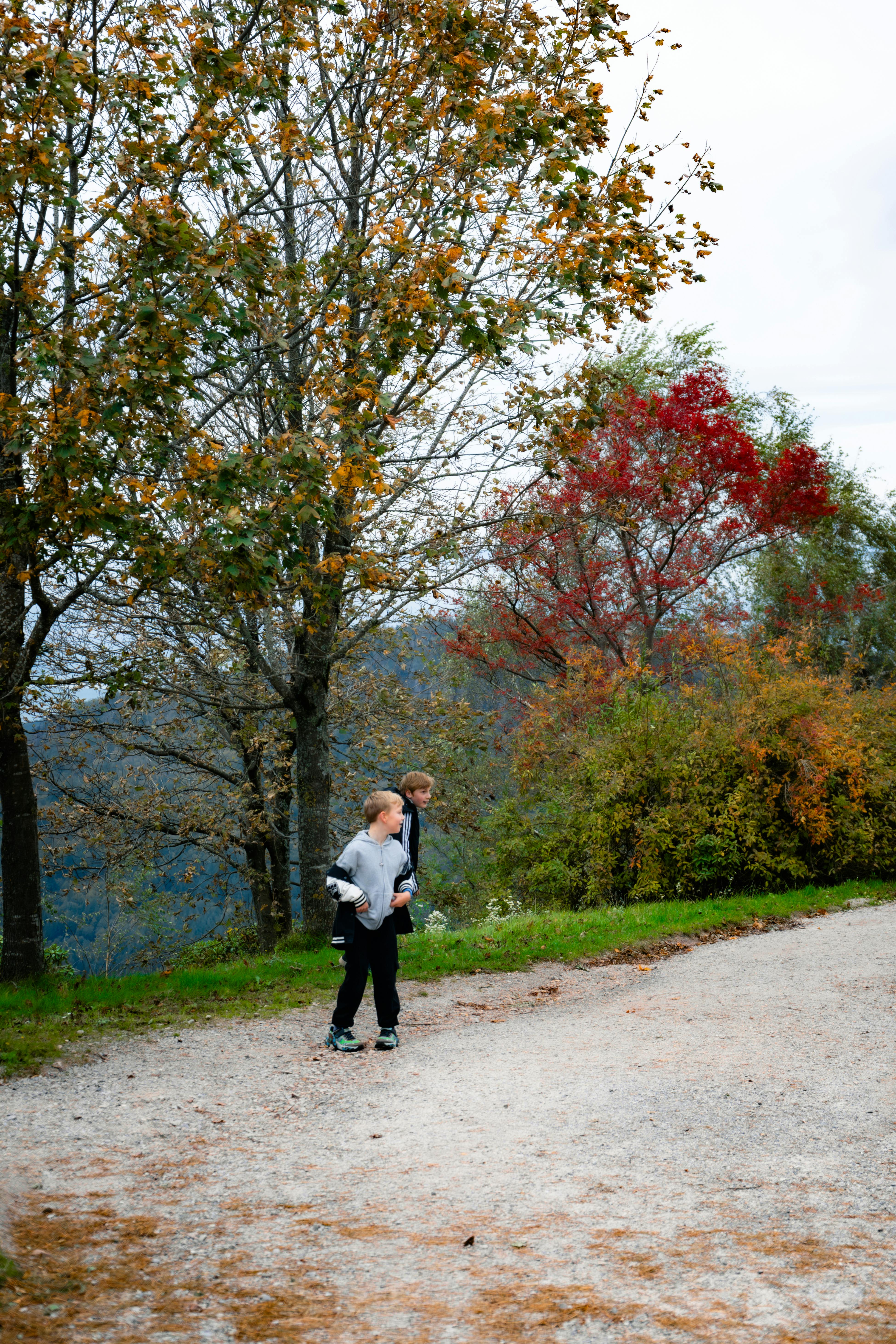 Children Enjoying Autumn Walk in Scenic Baden-Württemberg · Free Stock ...