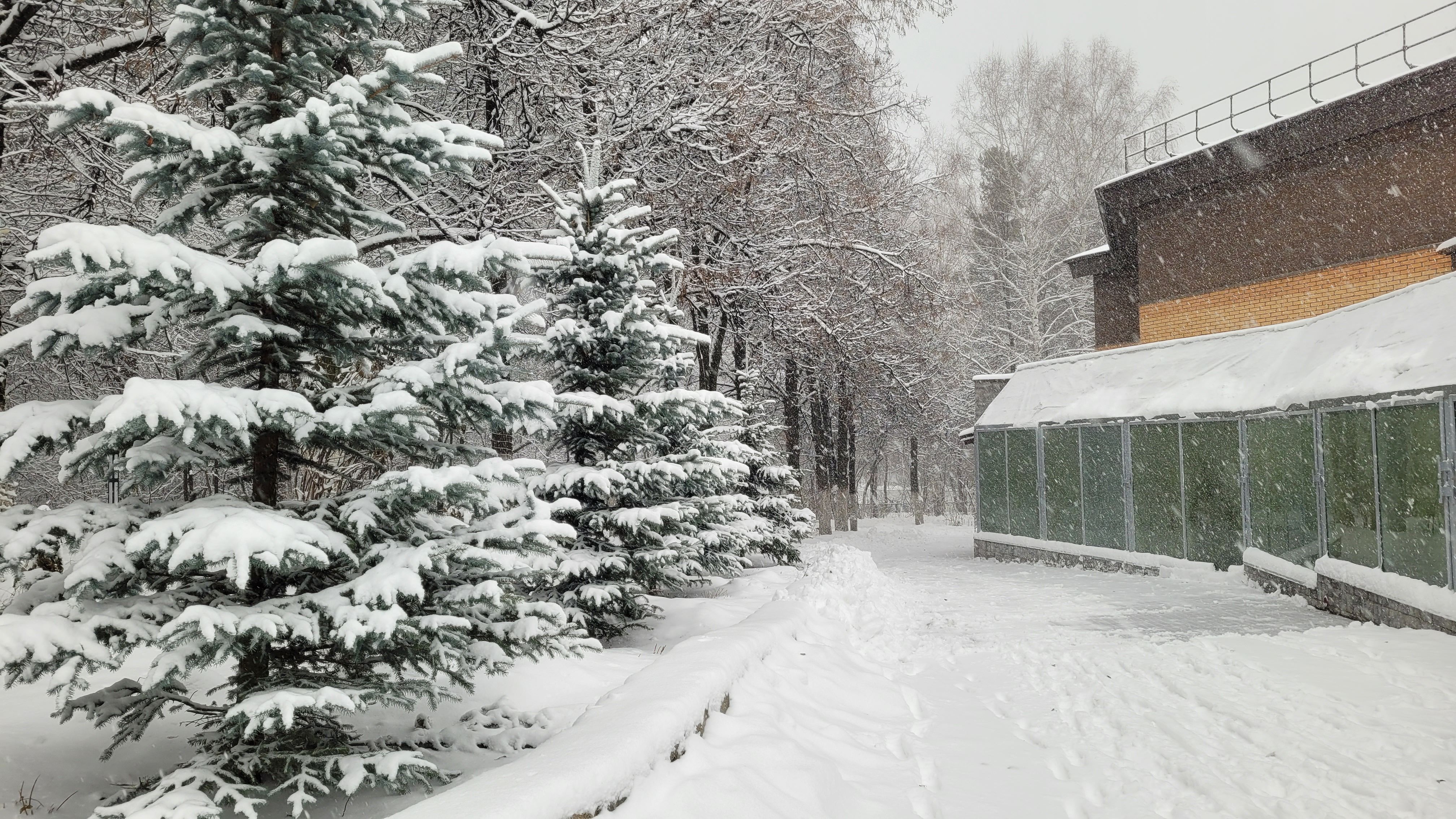 Snowy Winter Scene with Evergreen Trees · Free Stock Photo