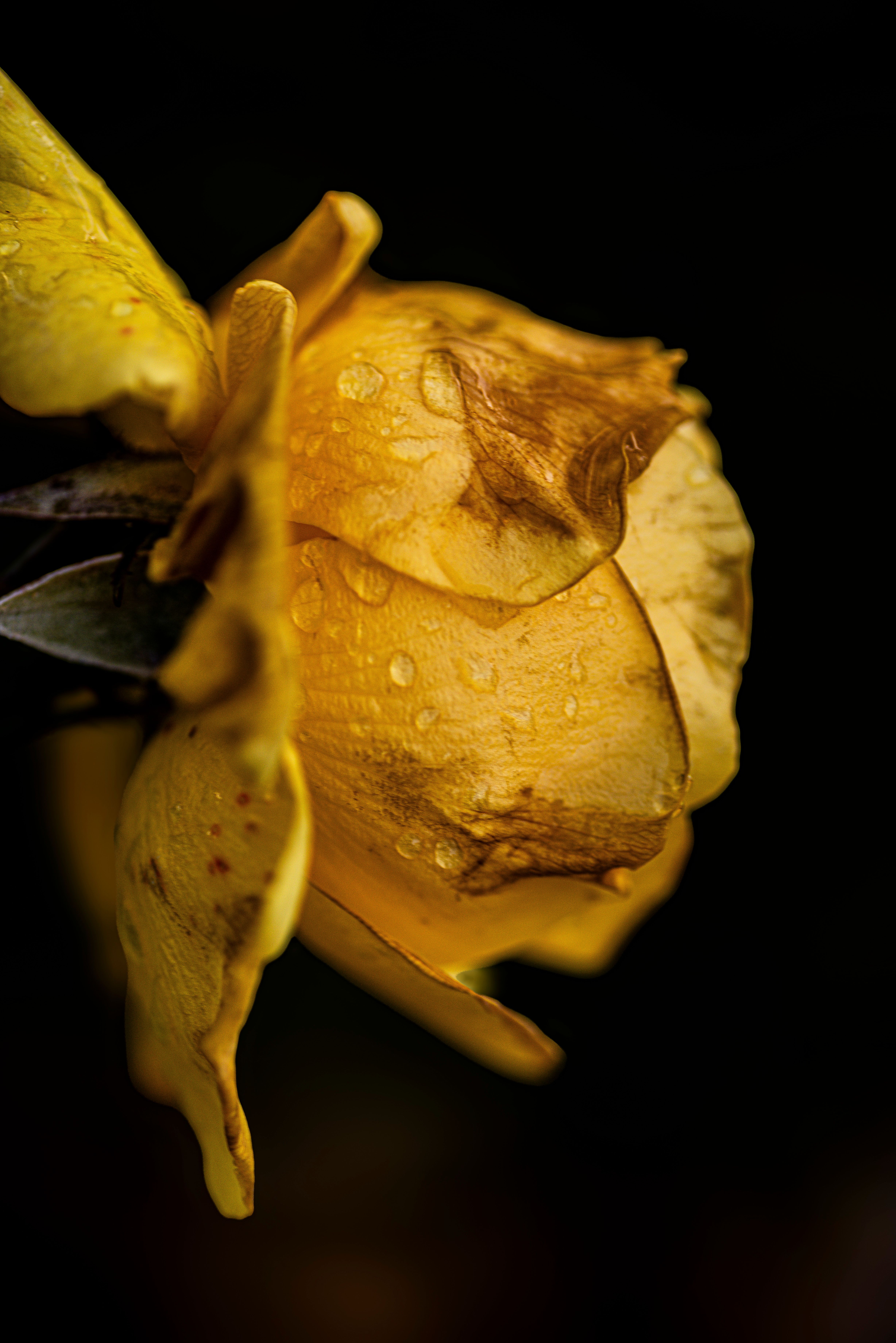 Close-up of a Wilting Yellow Rose with Dew · Free Stock Photo