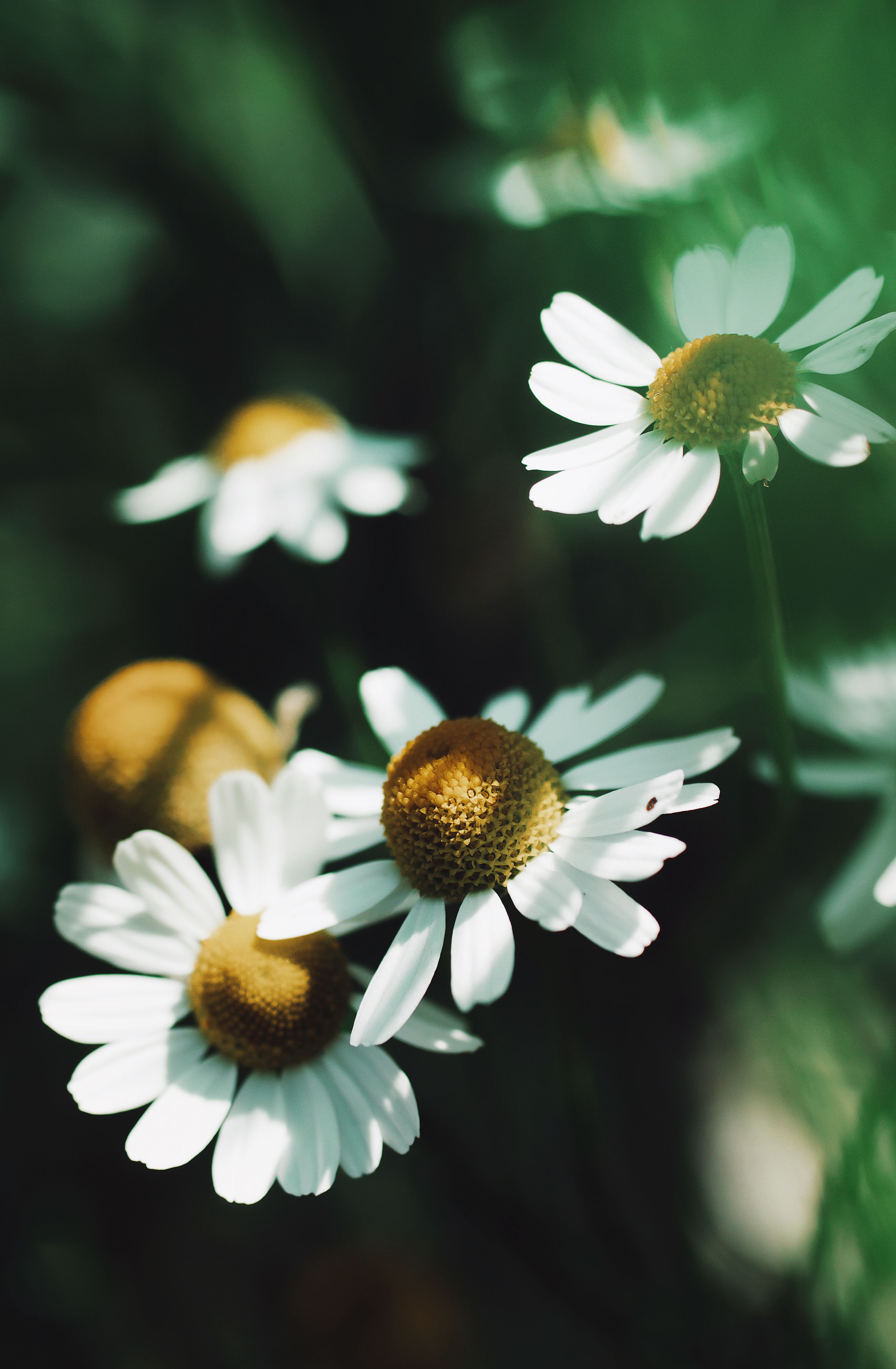 Close-up of Chamomile Flowers in Nature · Free Stock Photo