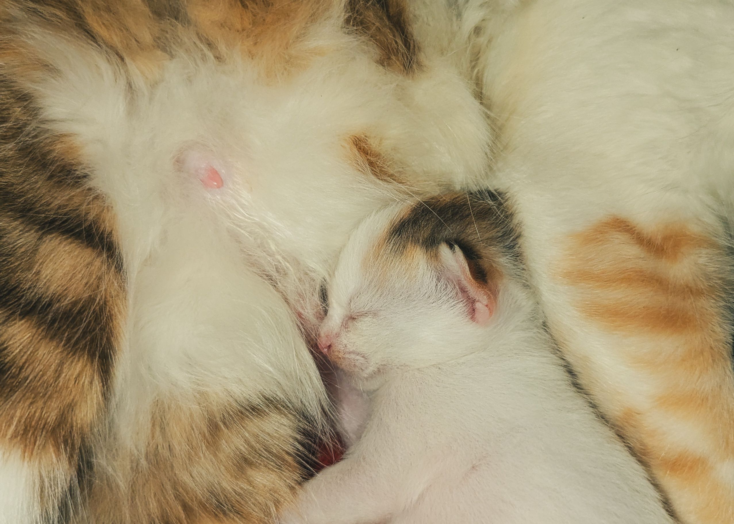 Newborn Kitten Nursing from Mother Cat · Free Stock Photo