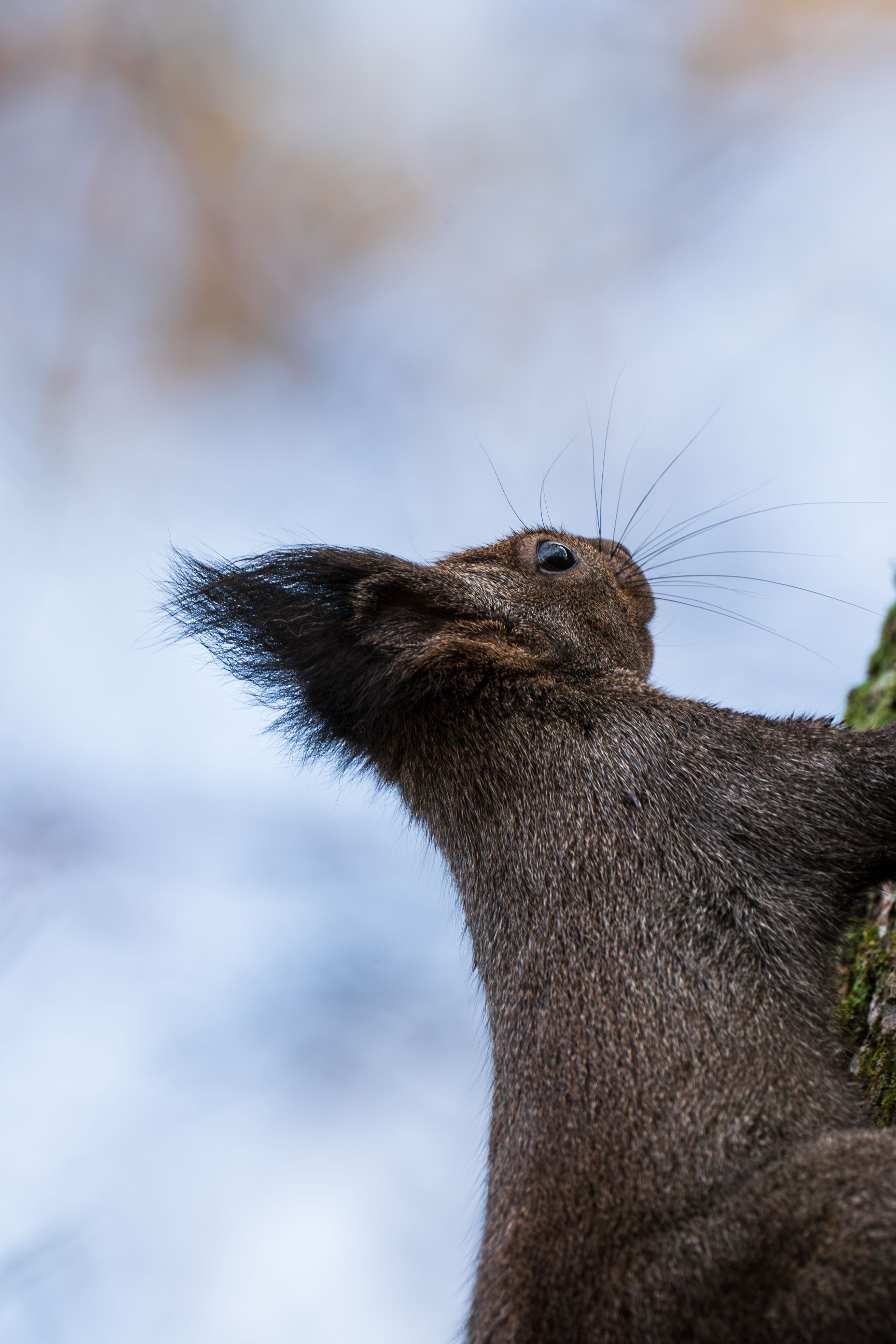 Close-up of a Squirrel Climbing a Tree · Free Stock Photo