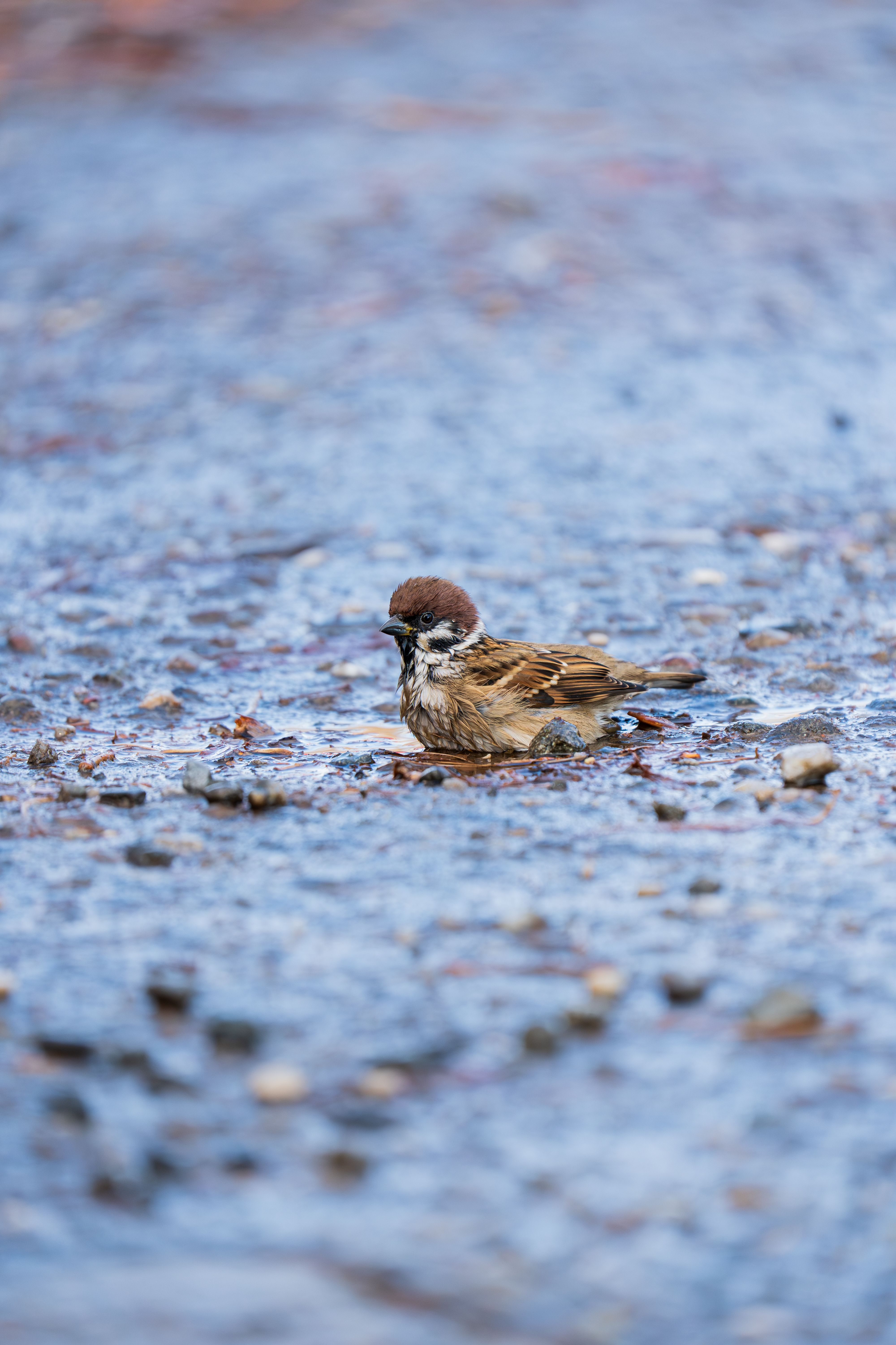 Sparrow Bathing in a Shallow Water Puddle · Free Stock Photo