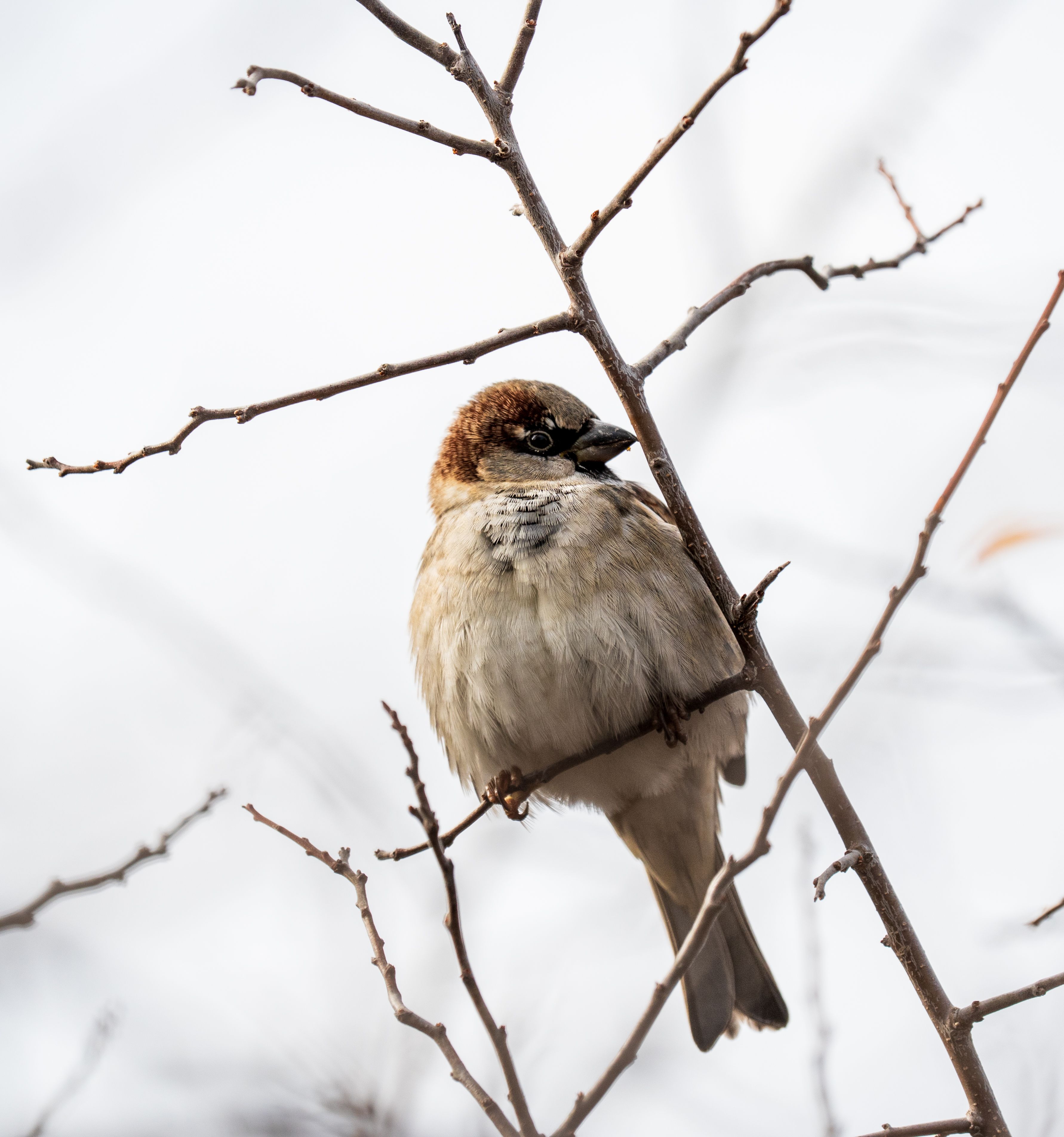 Sparrows+On+A+Branch+Enjoy+Spring+Blooms Photos, Download The BEST Free ...