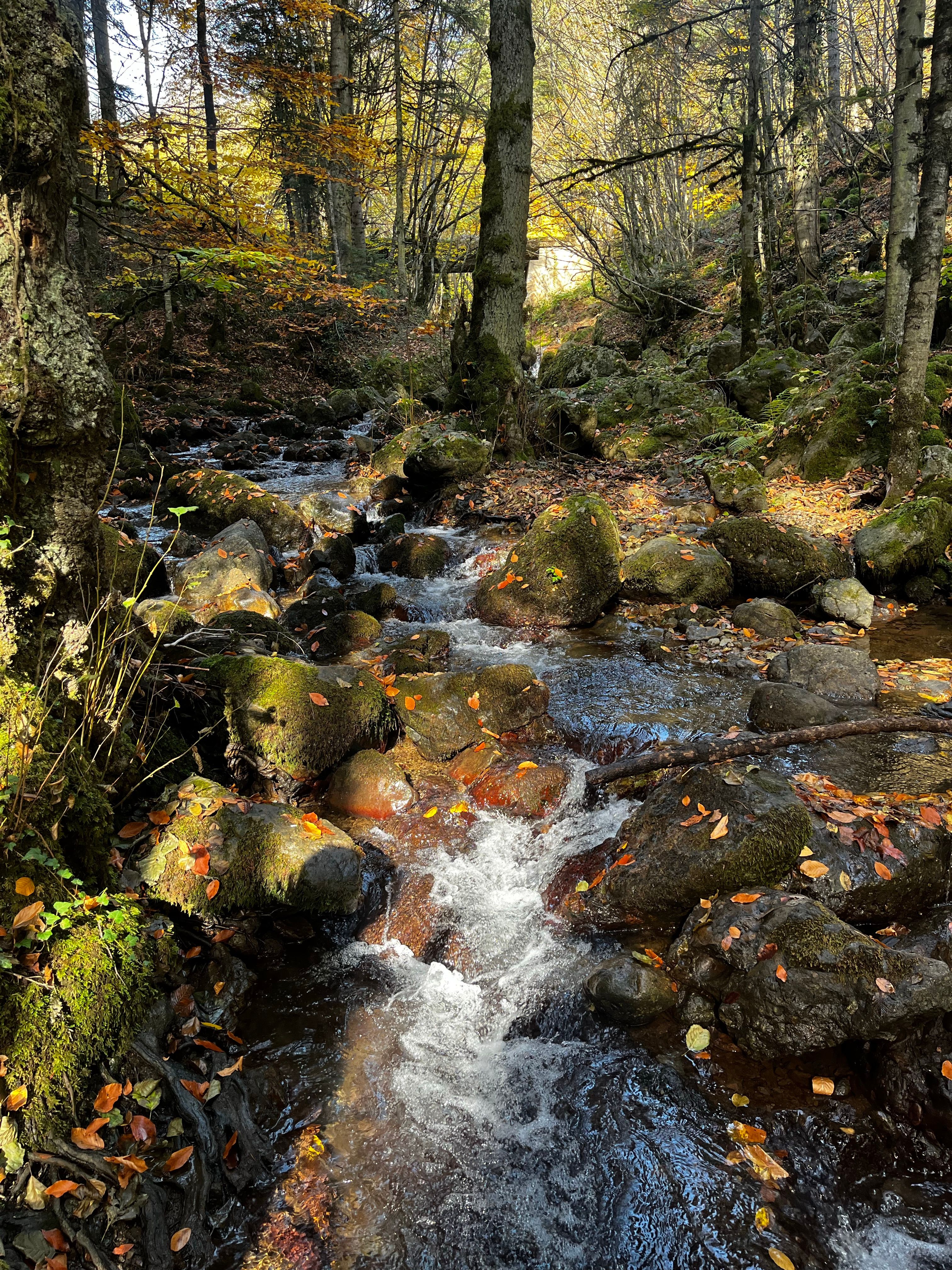 Raw Photo Nature Photos, Download The BEST Free Raw Photo Nature Stock ...