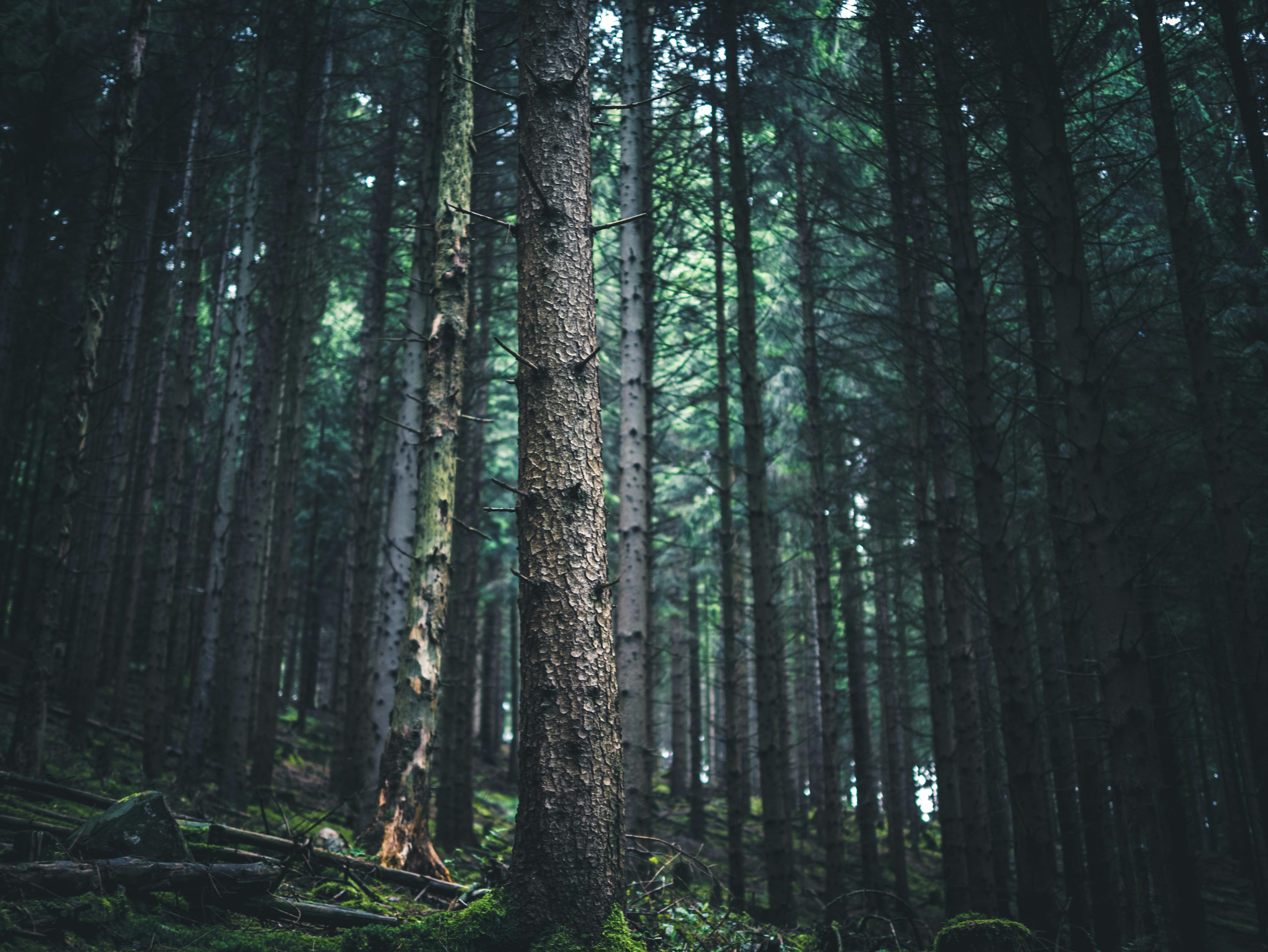 Forest Moods · Pexels