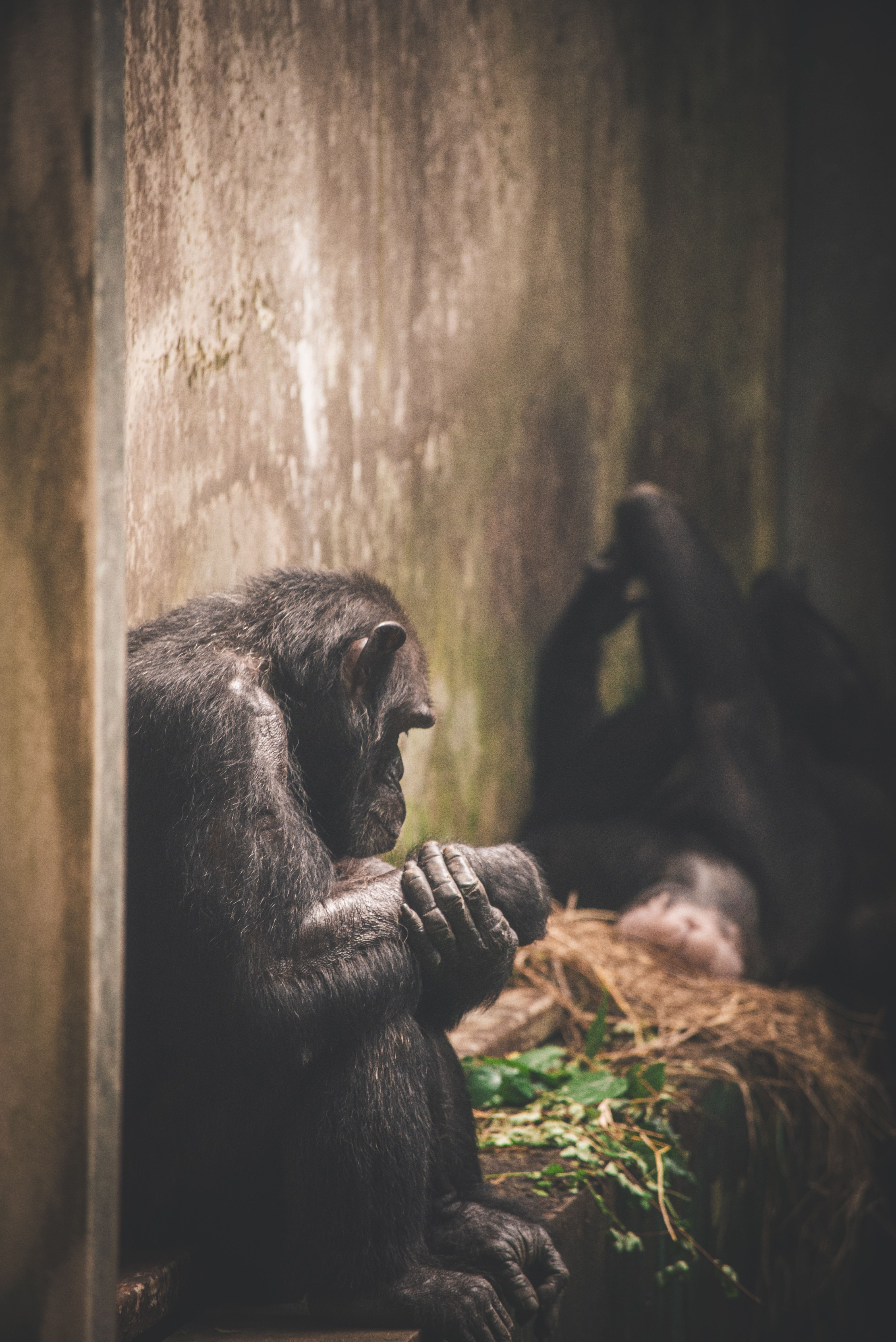 Chimpanzee Wallpaper Photos, Download The BEST Free Chimpanzee ...