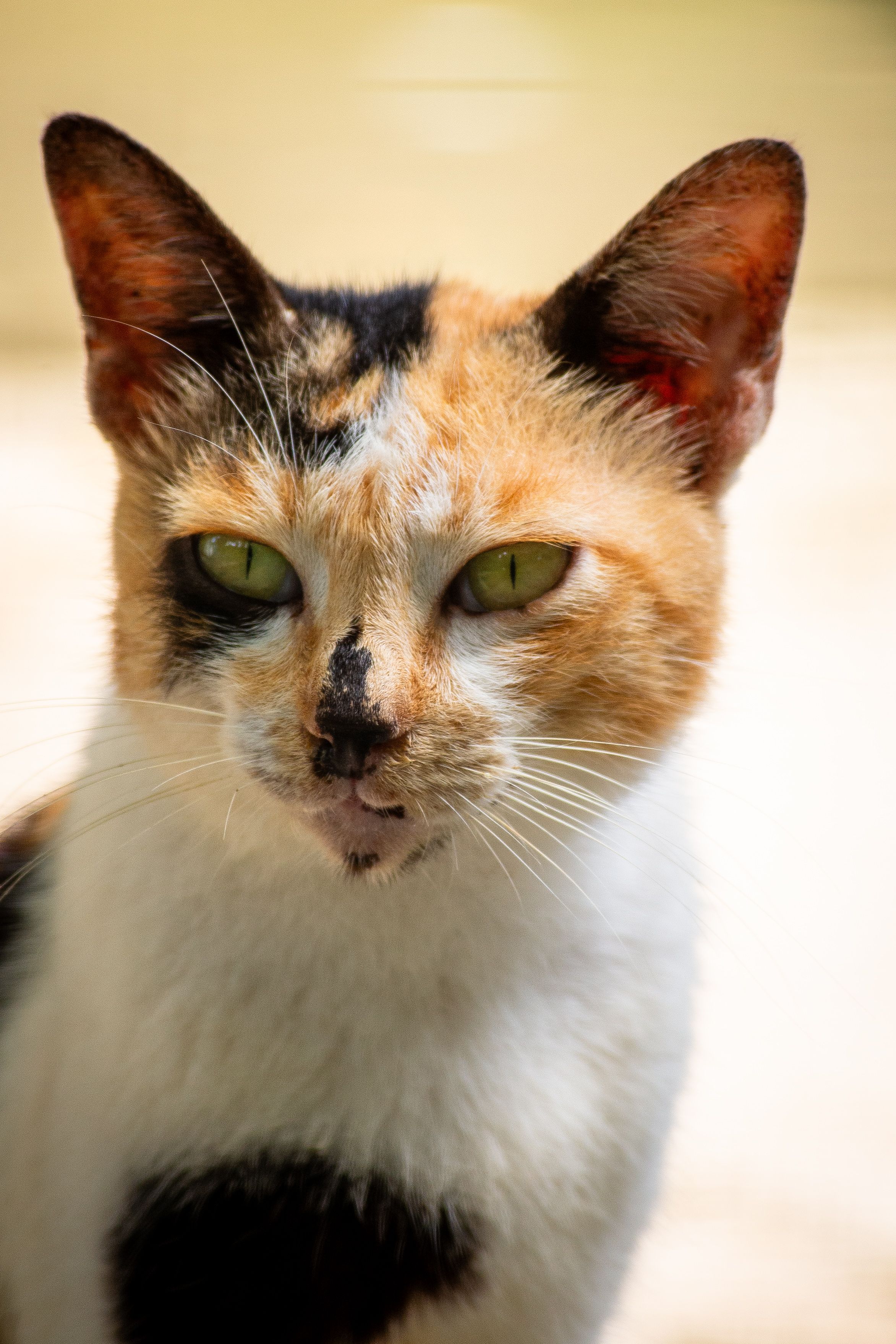 Close-up of Calico Cat in Soft Daylight · Free Stock Photo