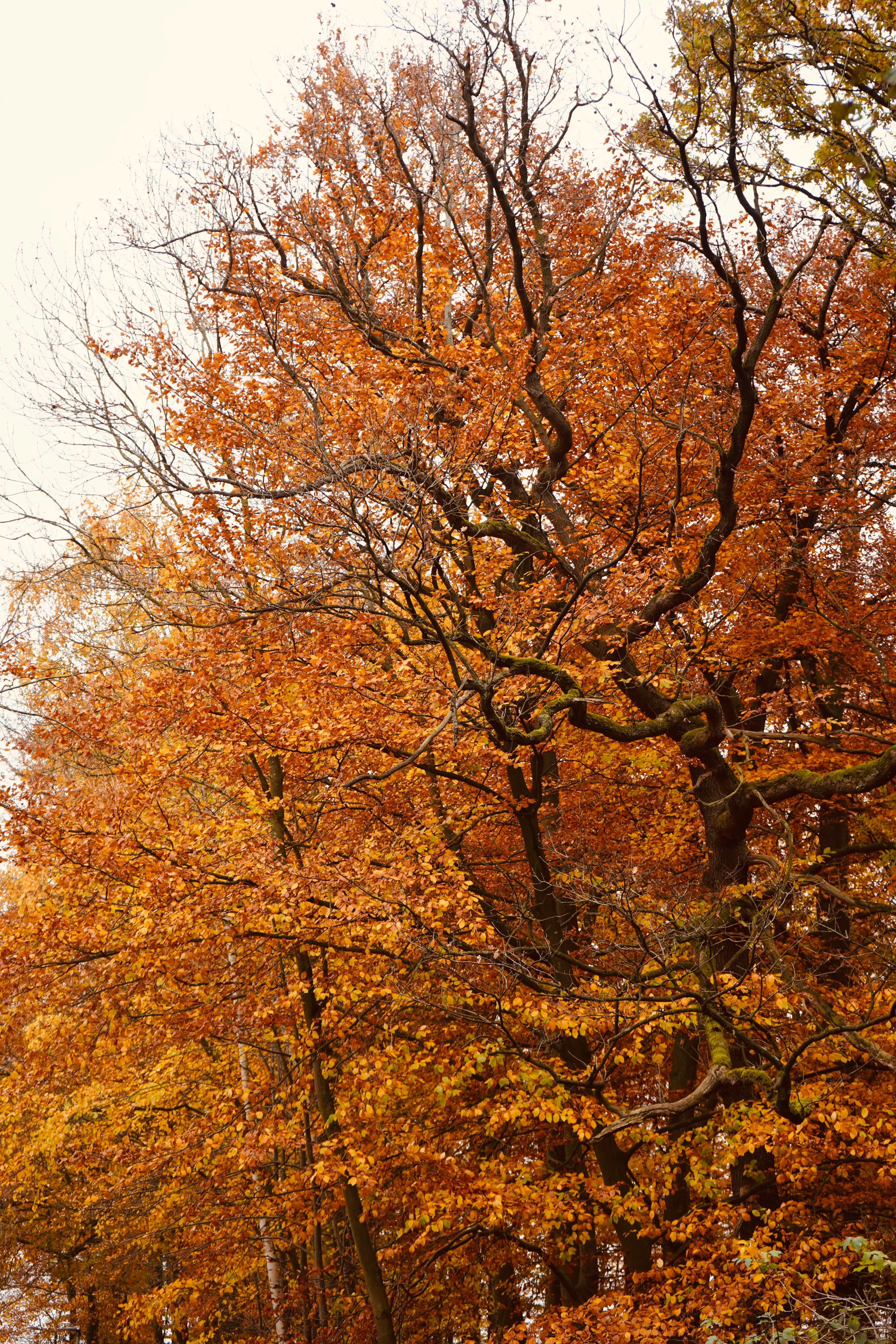 Vibrant Autumn Trees with Orange Foliage · Free Stock Photo
