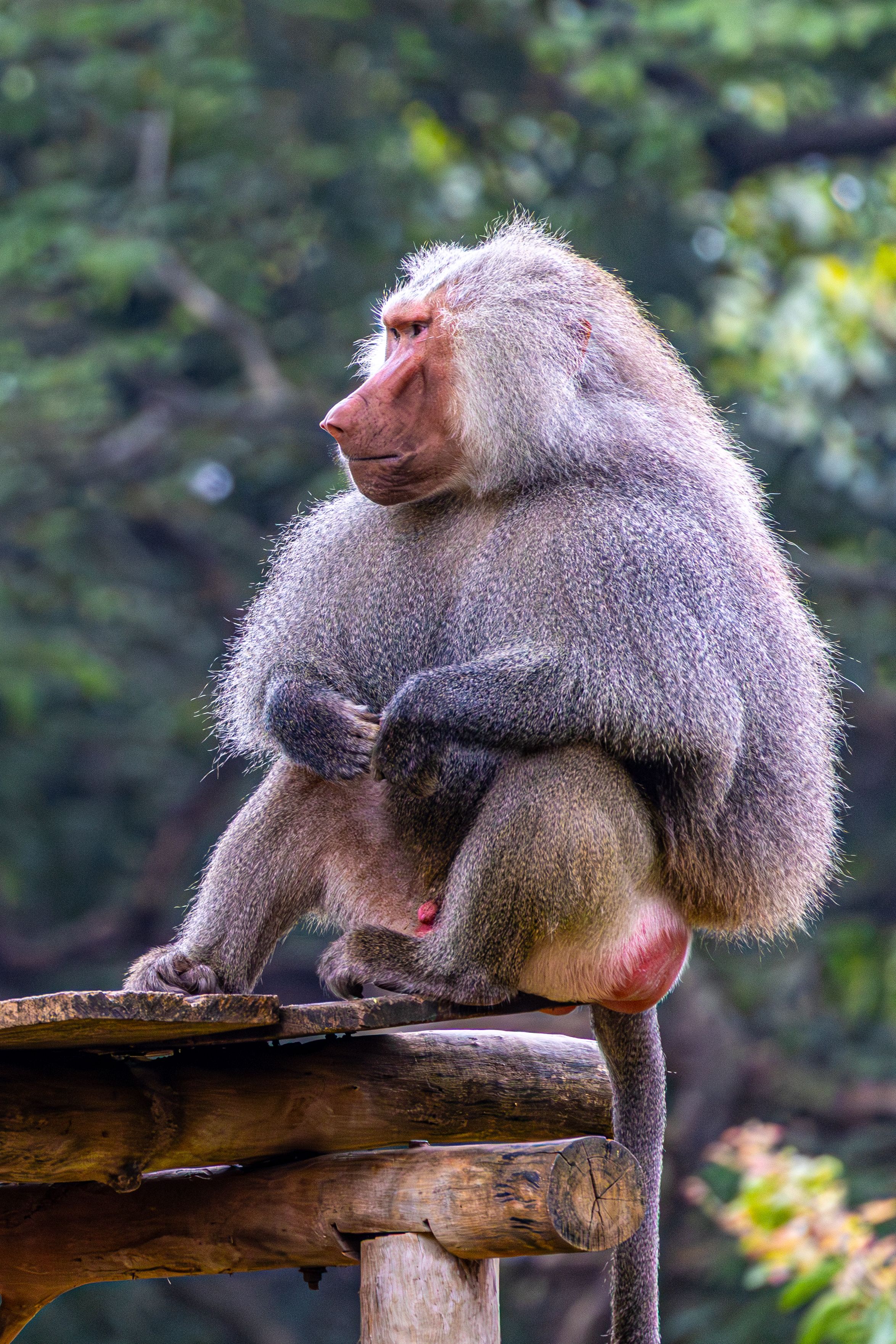 Baboon Monkey Ass Photos, Download The BEST Free Baboon Monkey Ass ...
