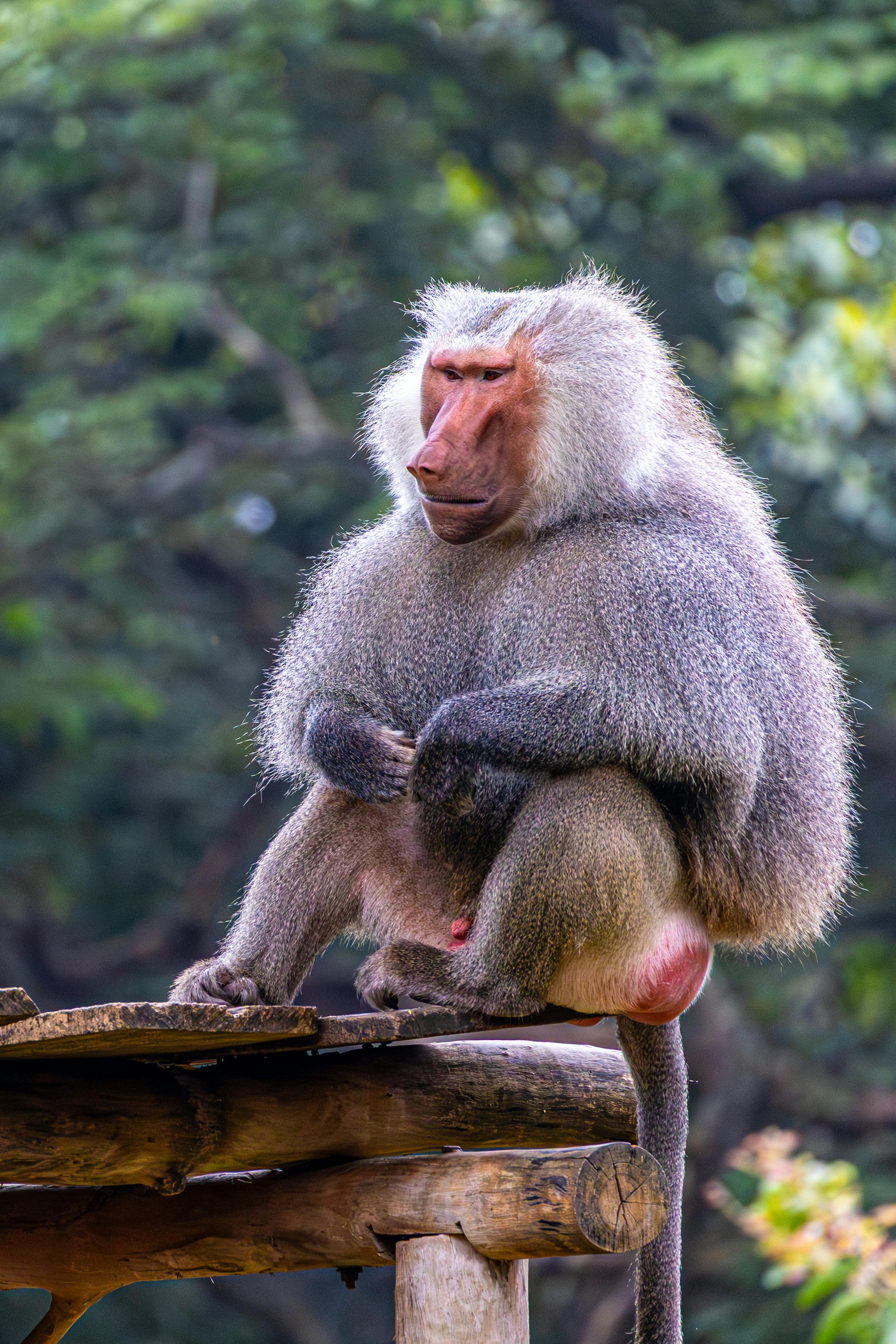 Middle Finger Monkey Photos, Download The BEST Free Middle Finger ...