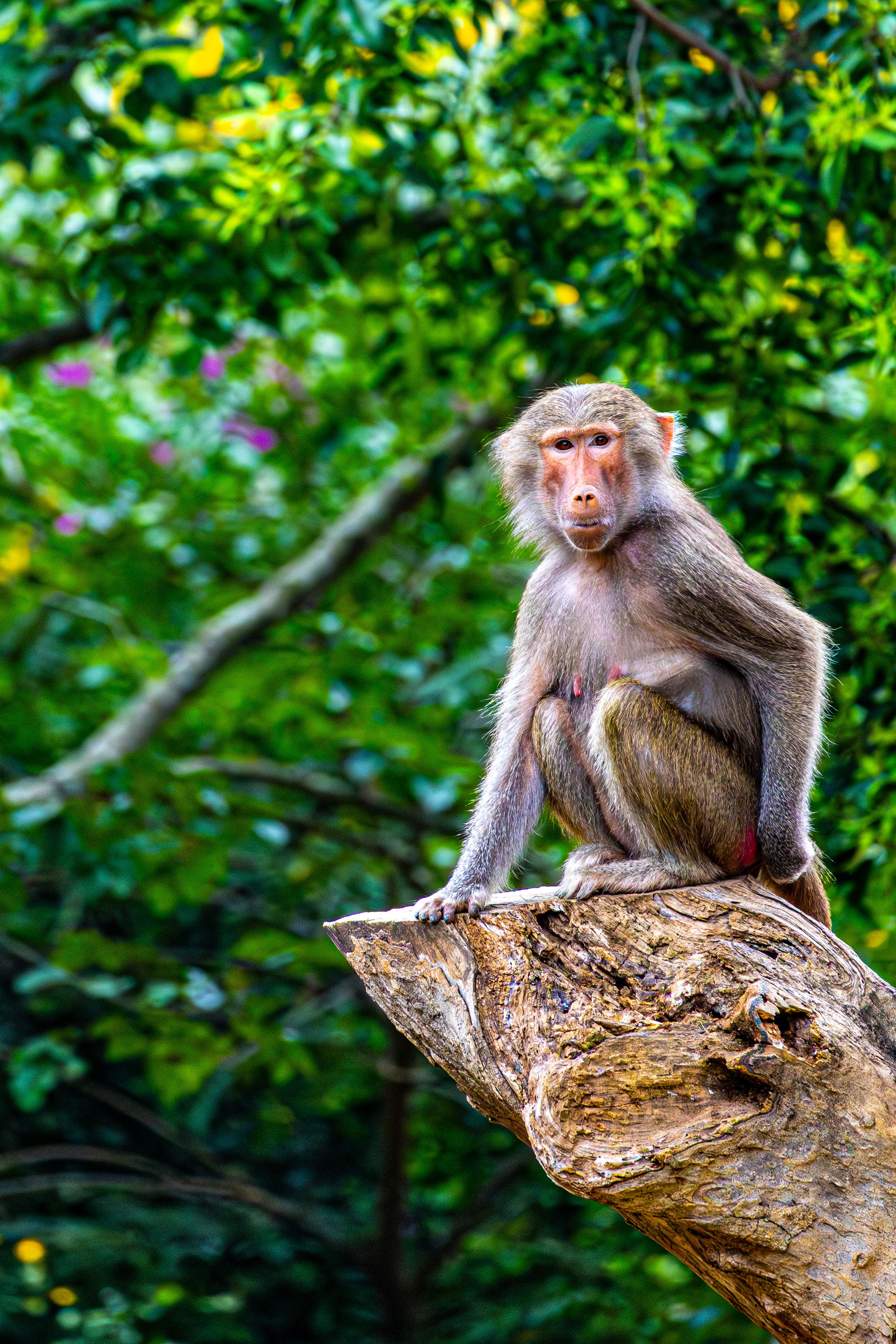 Wild Baboon Sitting on Tree in Vibrant Forest · Free Stock Photo