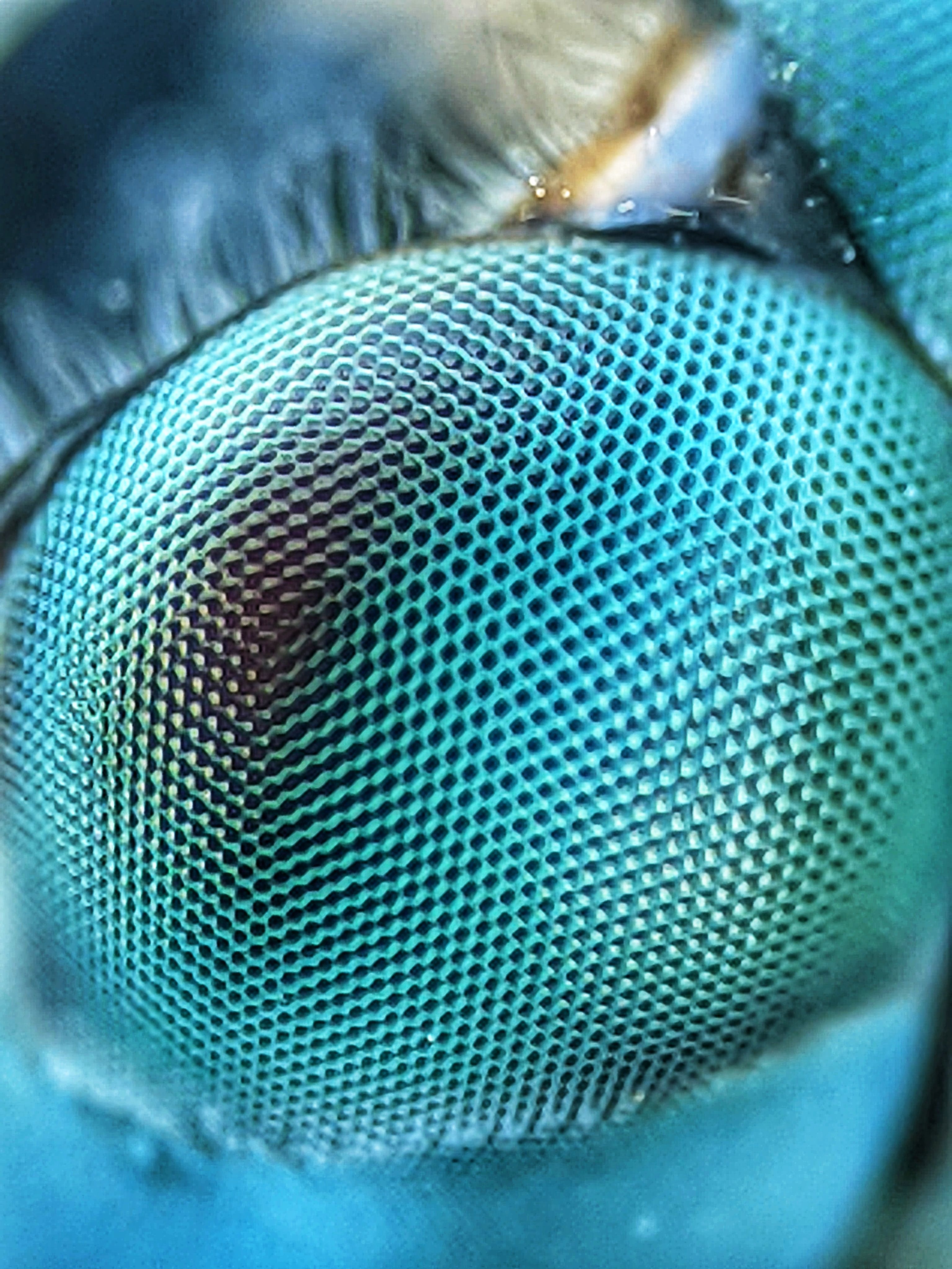 Close-up of Insect Compound Eye Detail · Free Stock Photo