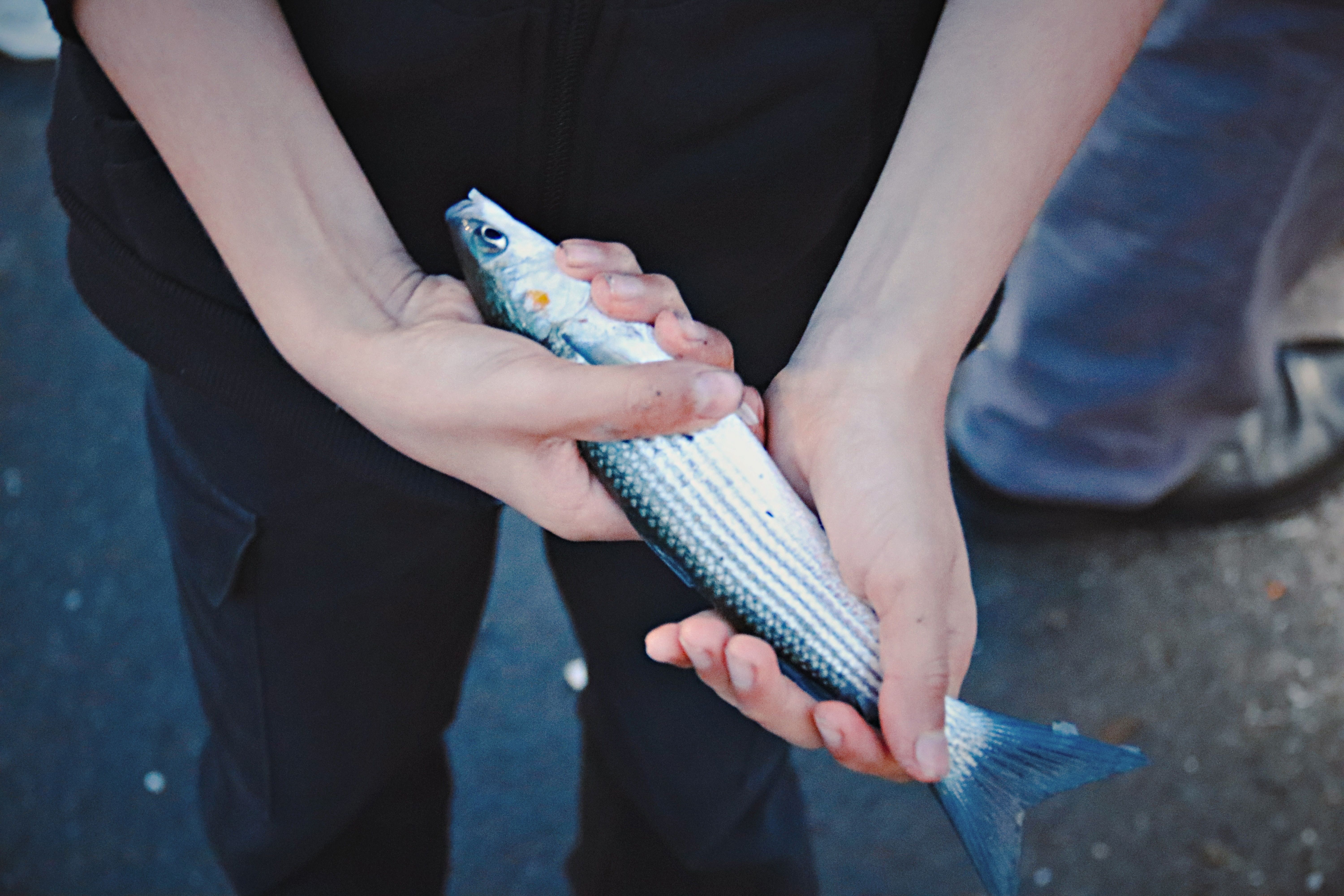 Person Holding Raw Fish · Free Stock Photo