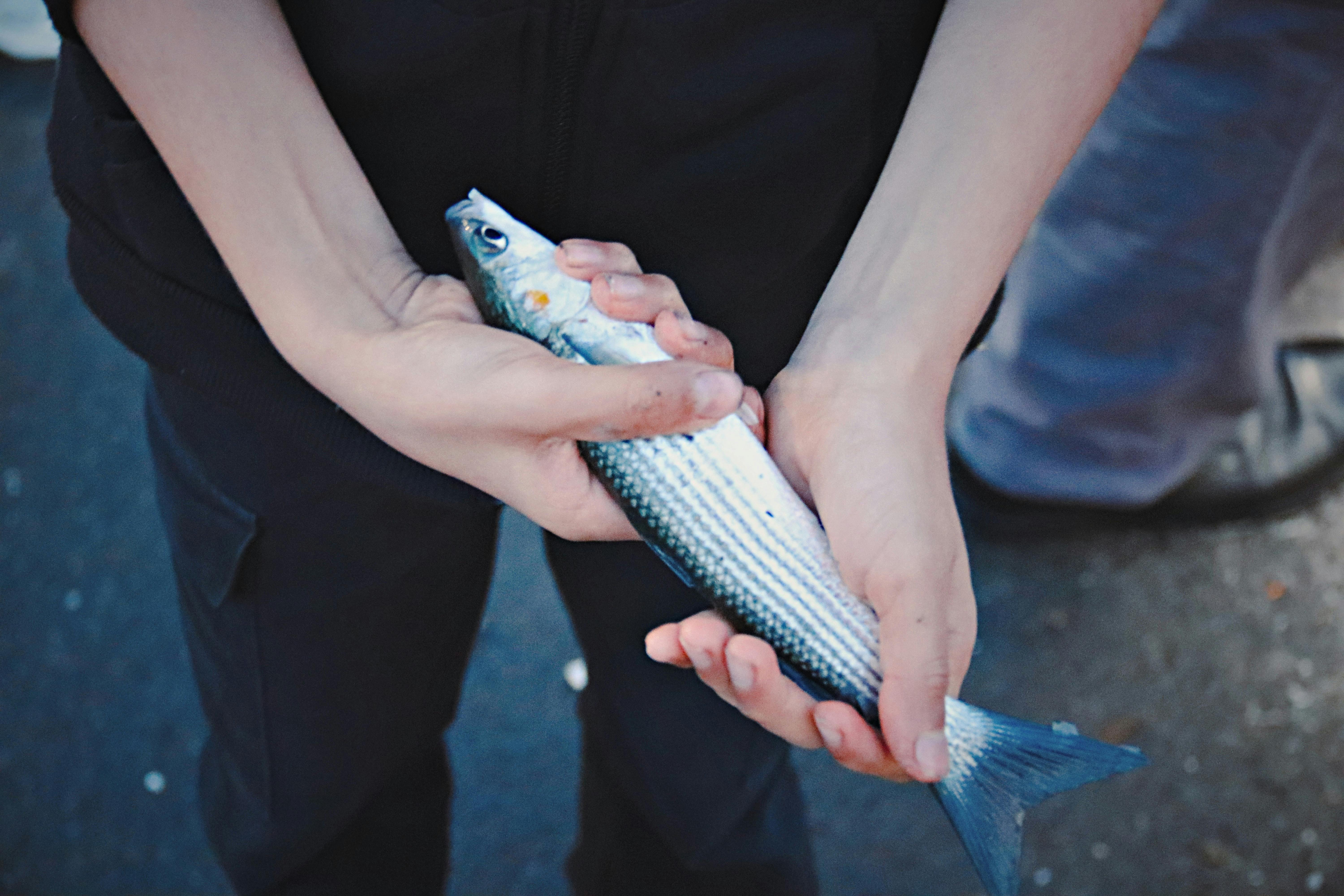Close-up of Hands Holding a Fresh Catch Fish · Free Stock Photo