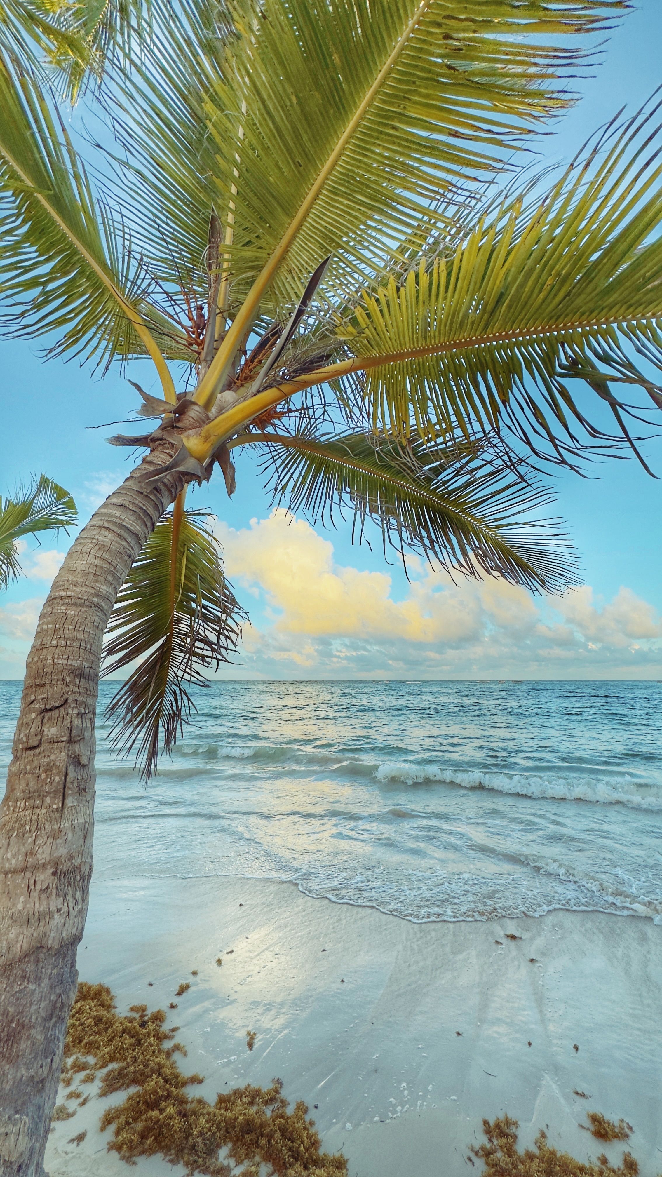 Hd Background Tropical Photos, Download The BEST Free Hd Background ...