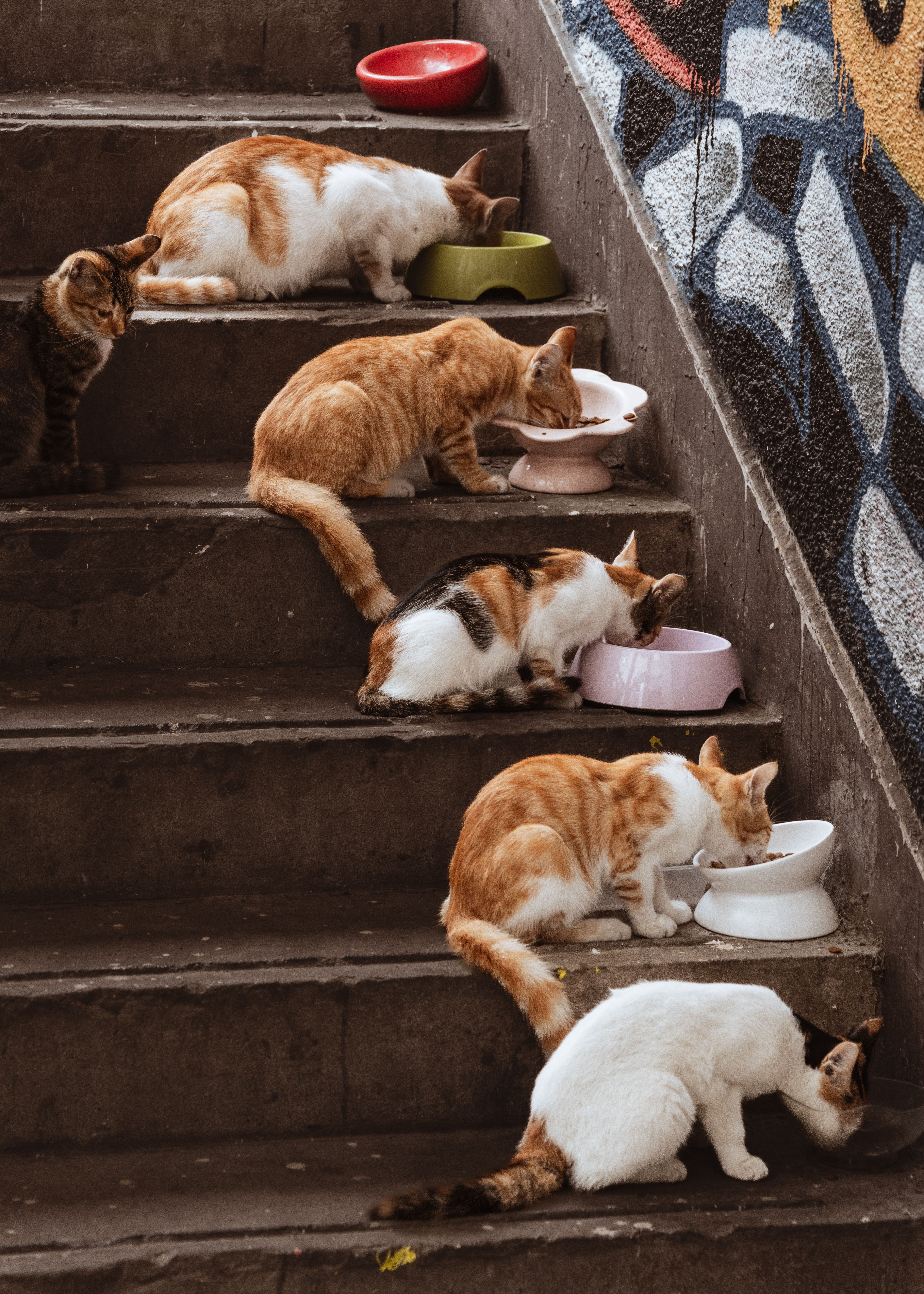 Group of Cats Eating on Urban Staircase · Free Stock Photo