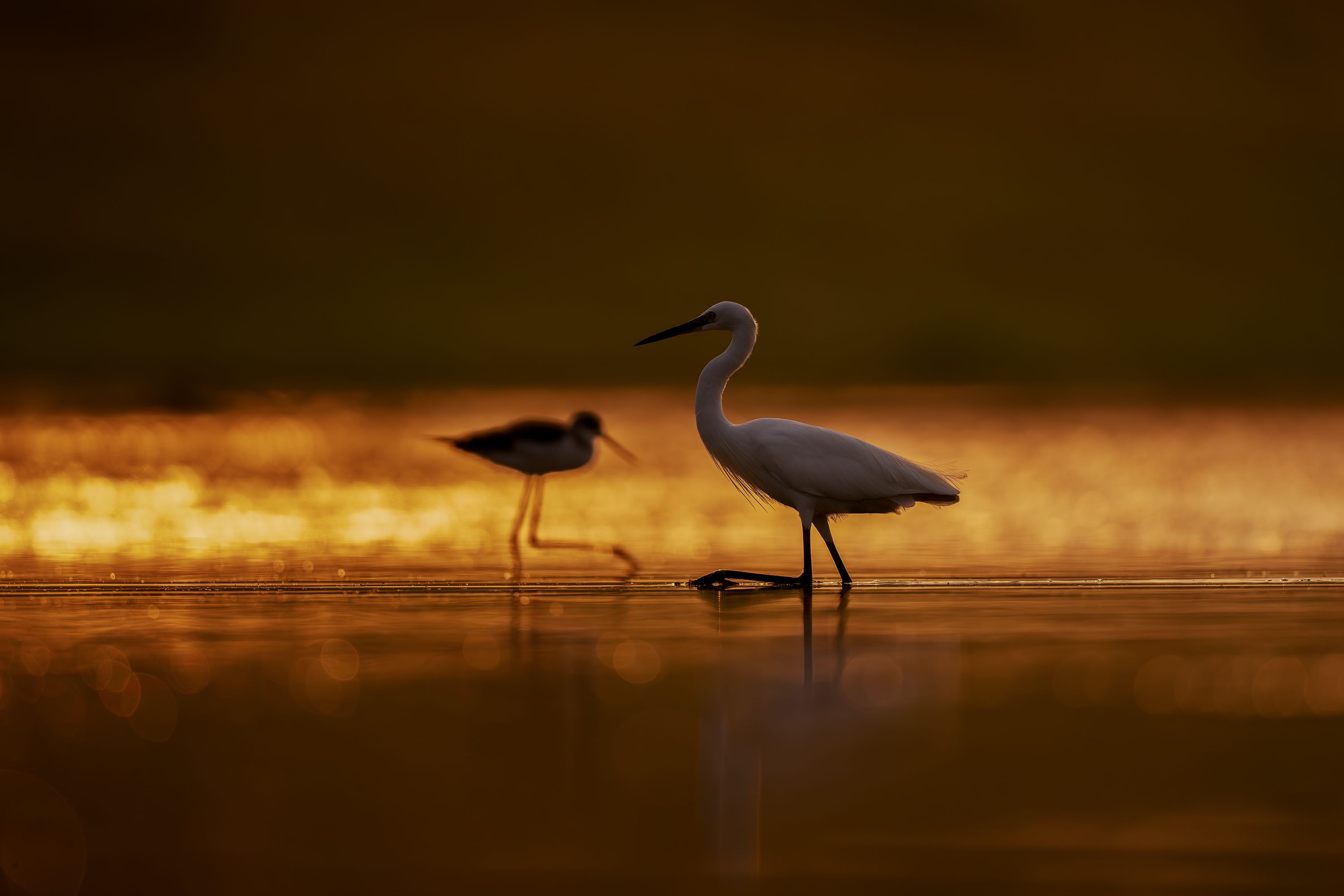 Serene Egret and Stilt at Sunset in Guangzhou · Free Stock Photo