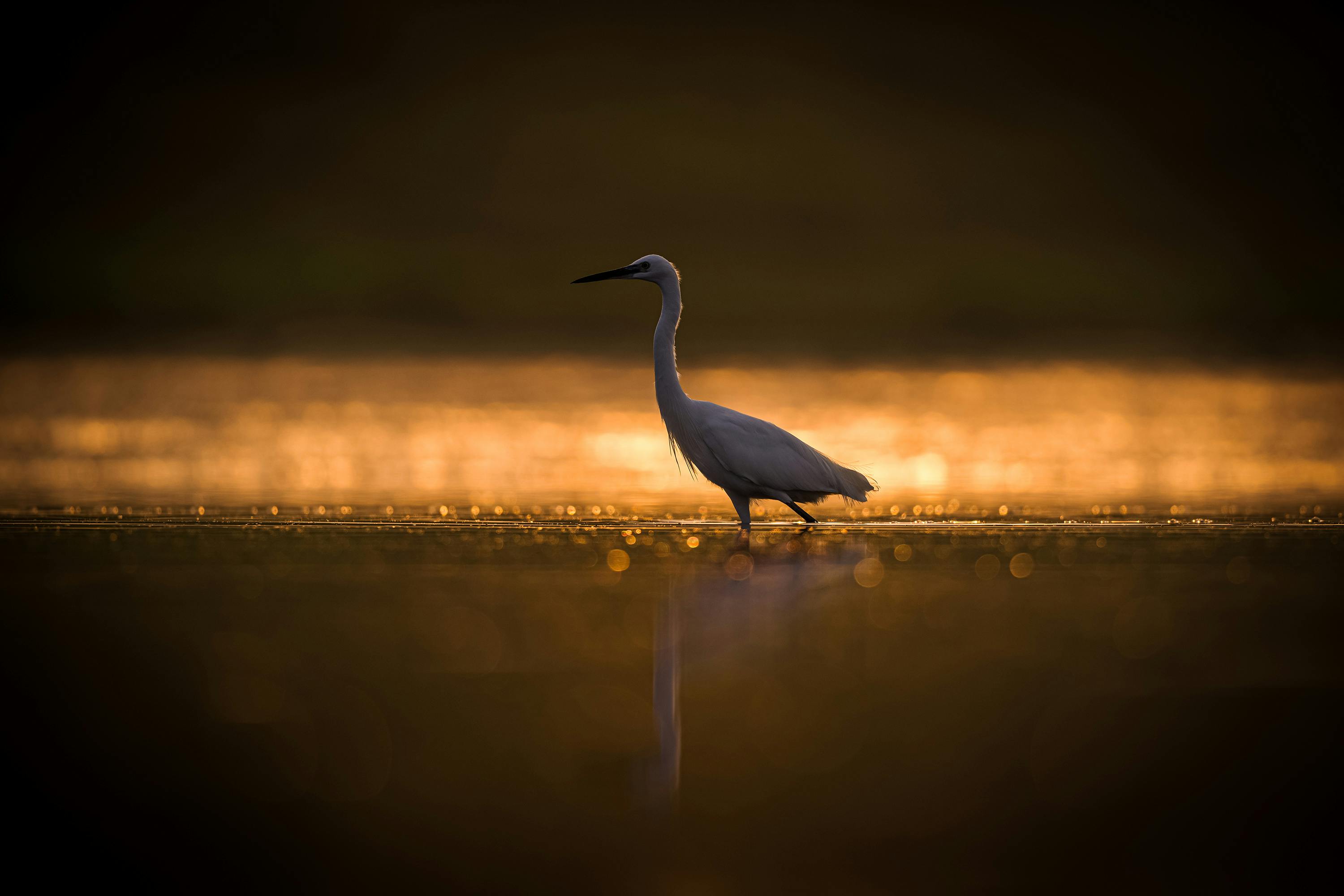 200,000+张最精彩的“Kagenashi+animation”图片 · 100%免费下载 · Pexels素材图片