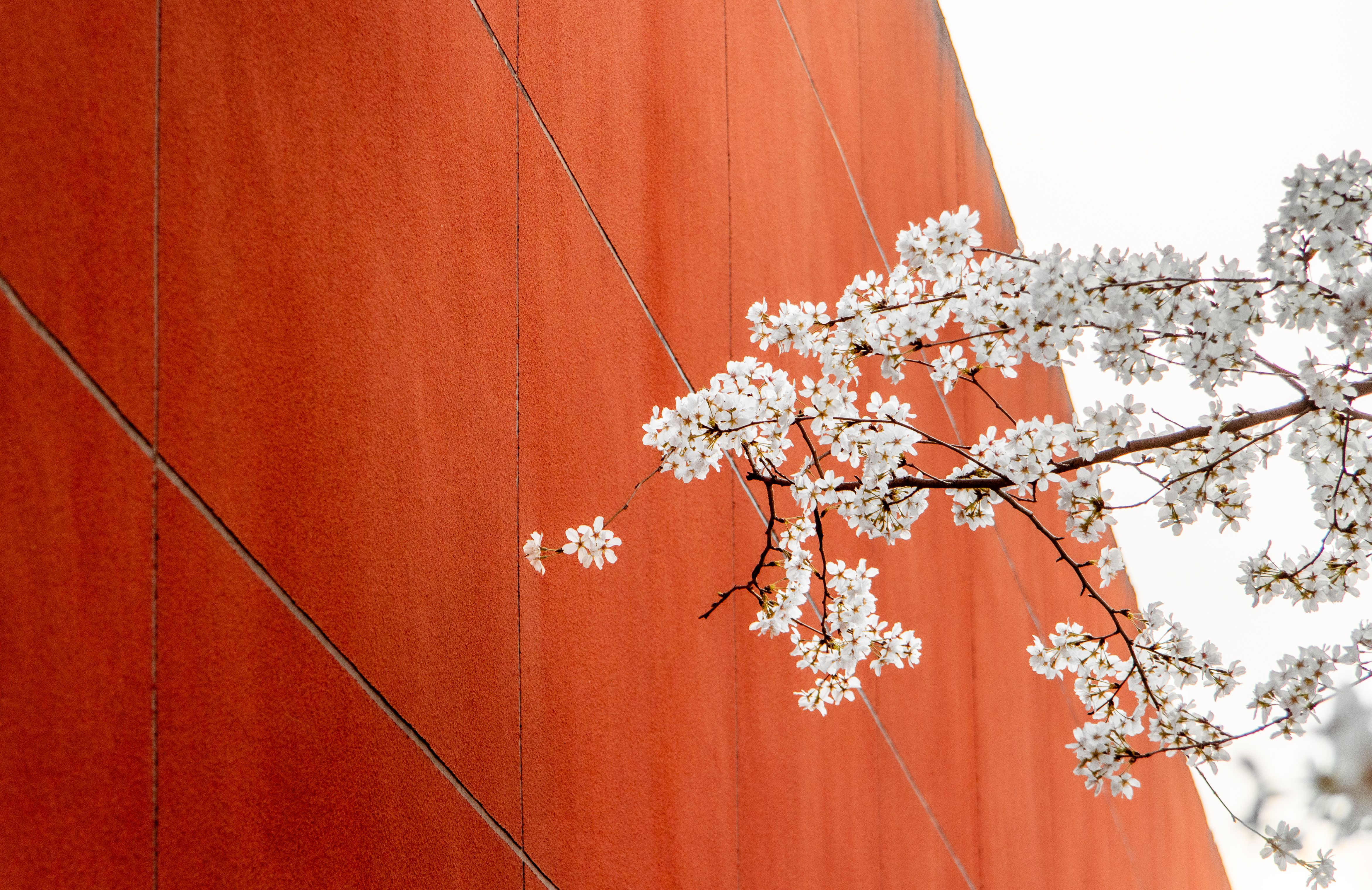 Cherry Blossoms Against Modern Architecture · Free Stock Photo