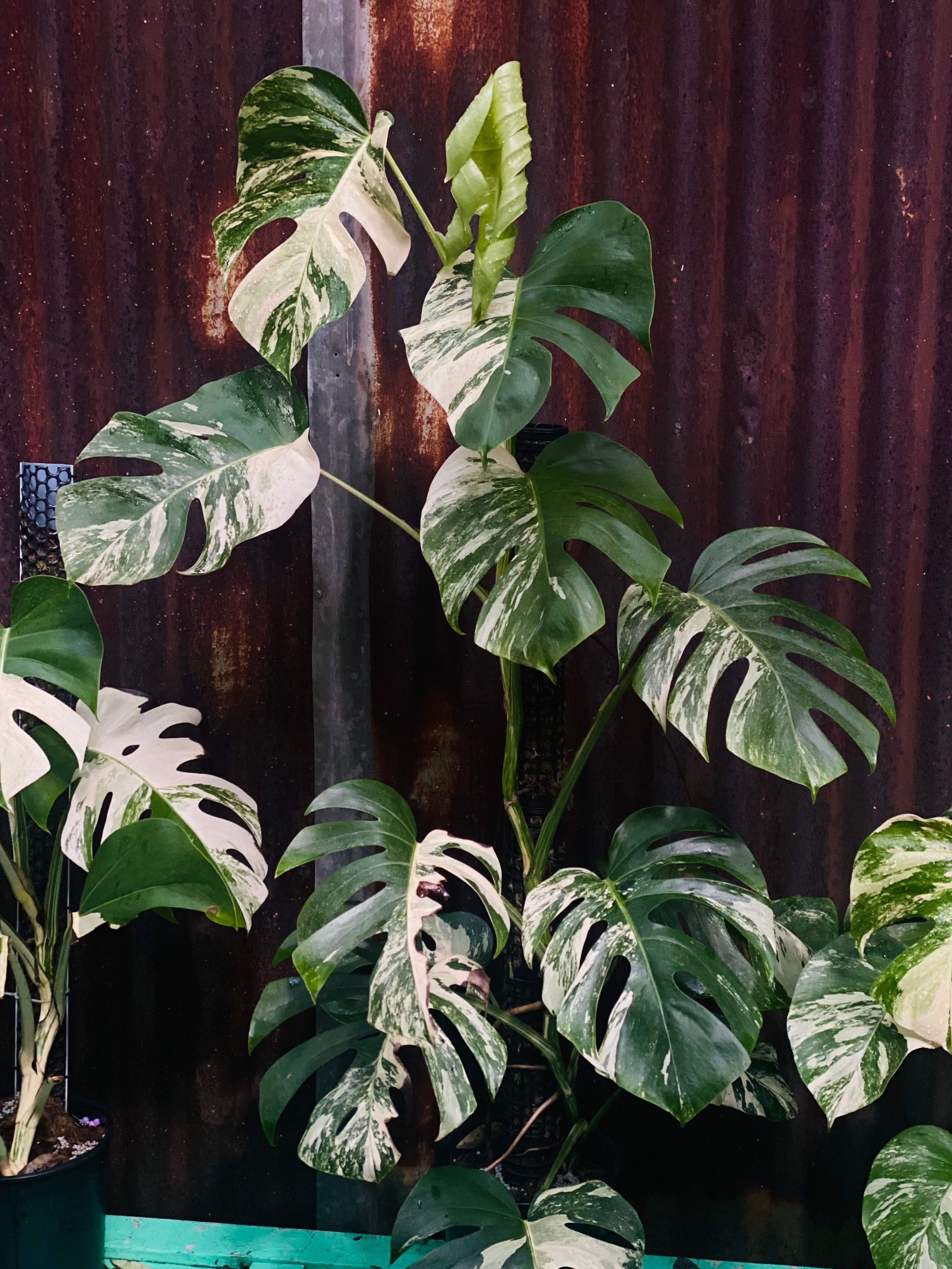 Variegated Monstera Plant Against Rusted Metal Background · Free Stock ...