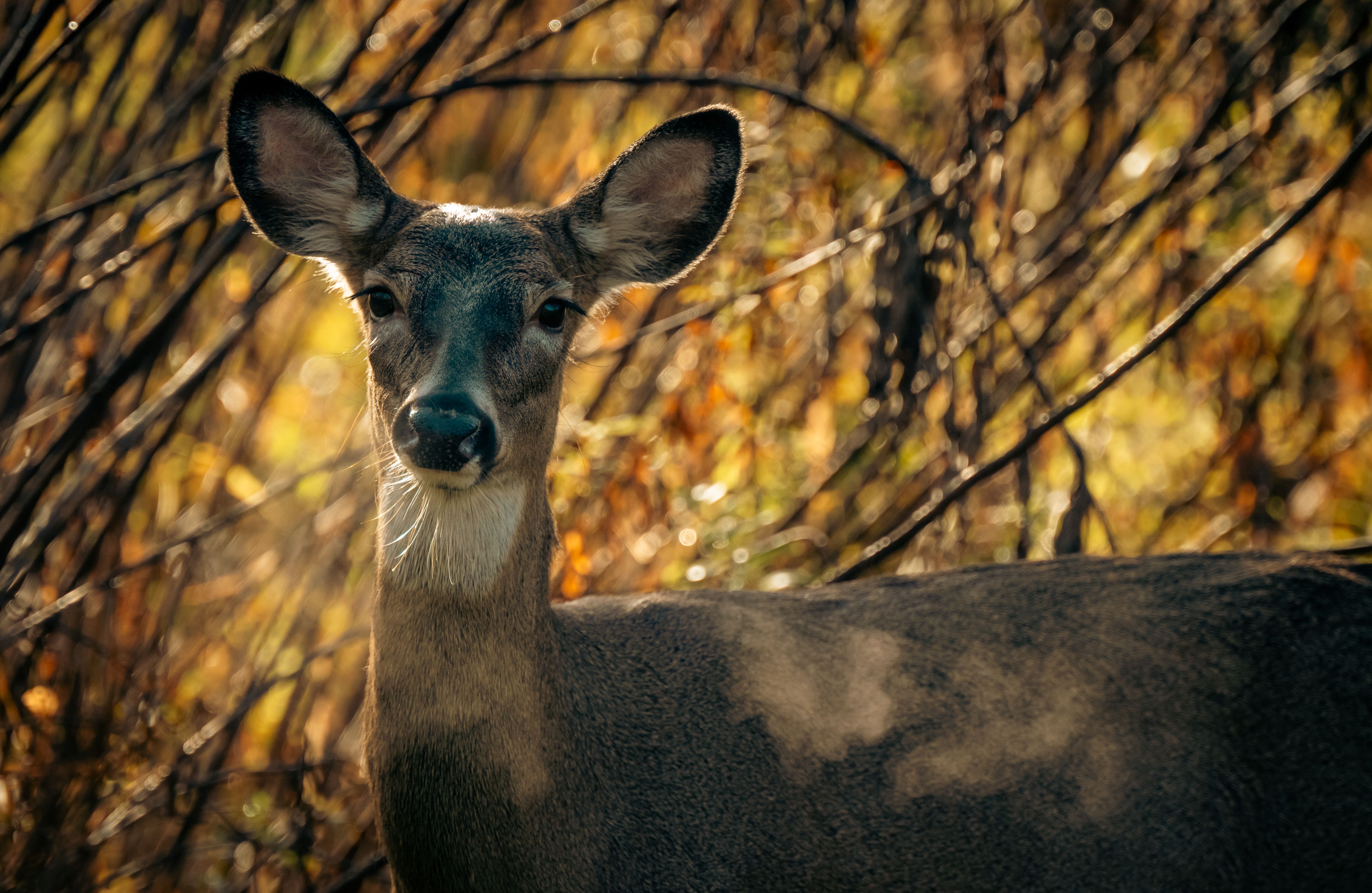 Close Upportret Van Hert In Herfstbos · Gratis stockfoto
