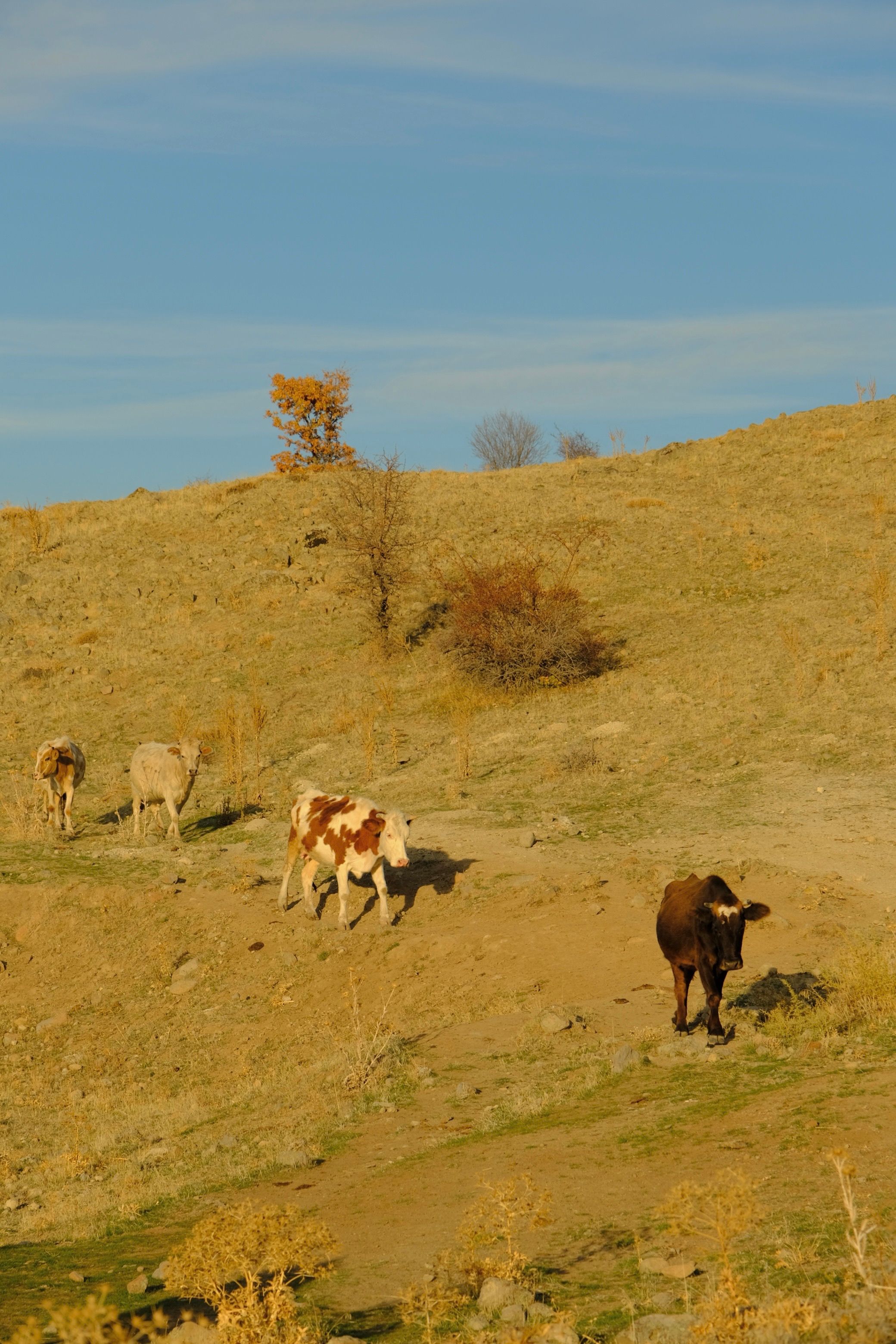 Shopzoki+Cow Photos, Download The BEST Free Shopzoki+Cow Stock Photos ...