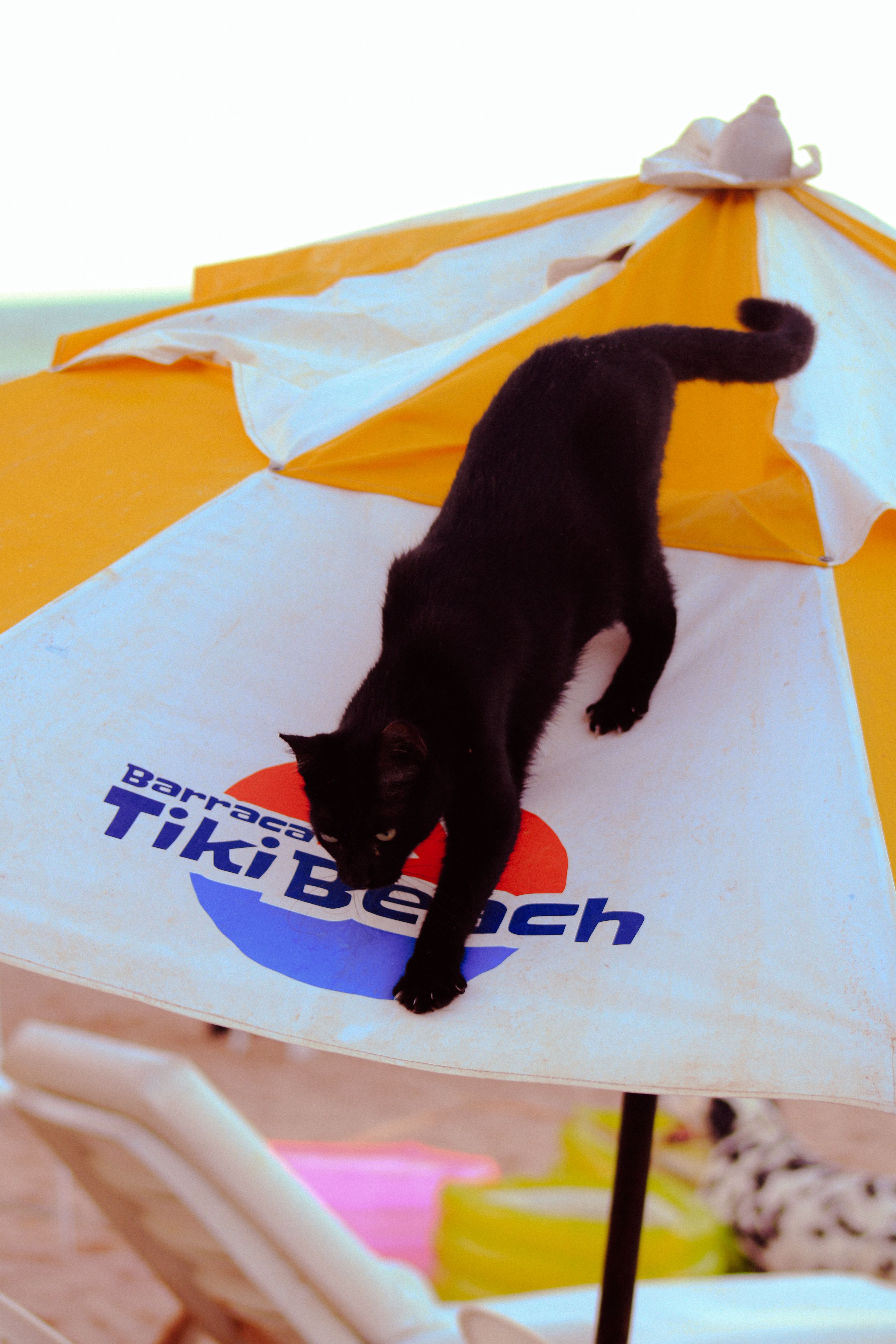 Black Cat on Barracuda Tiki Beach Umbrella · Free Stock Photo