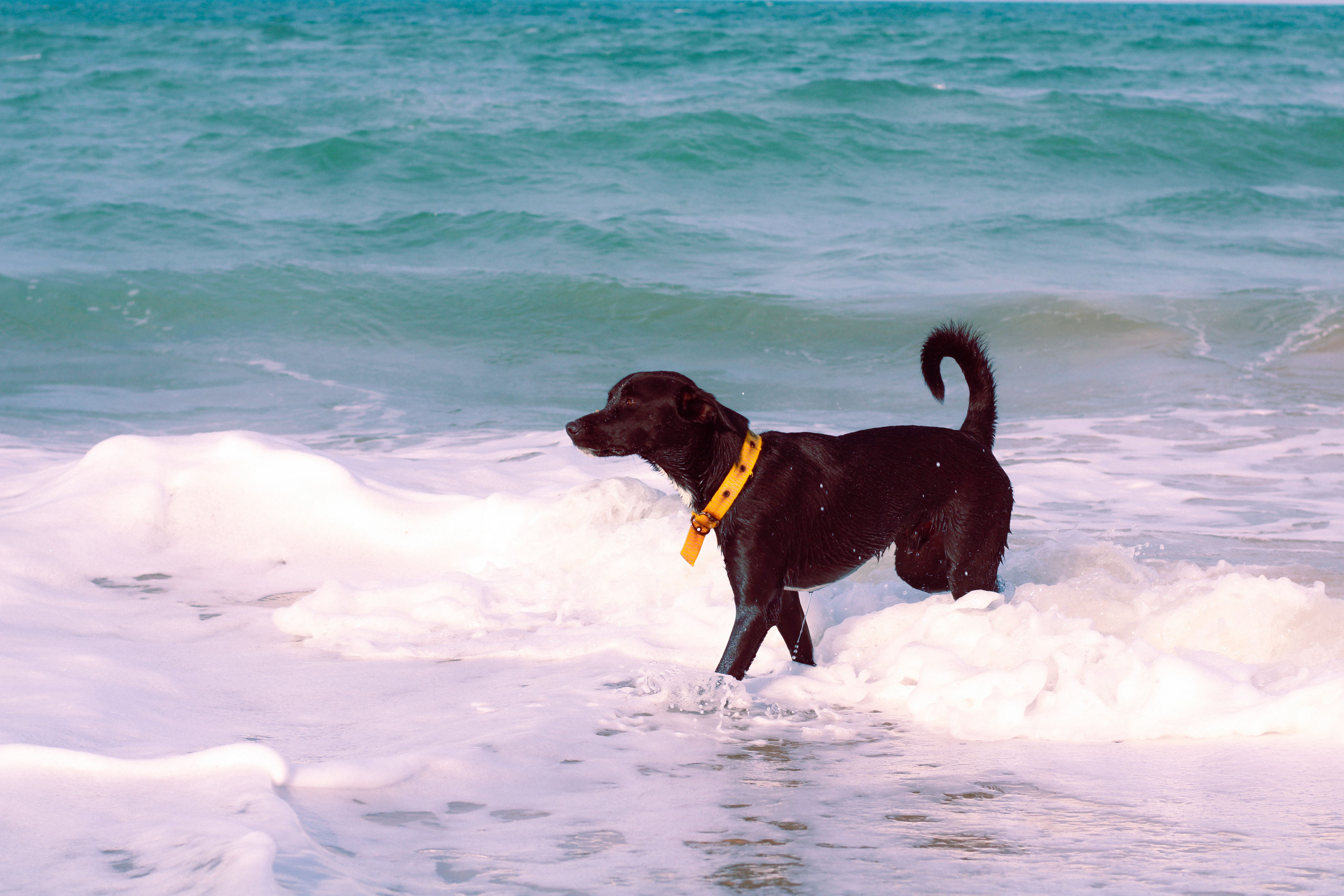 Black Dog Enjoying the Ocean Waves at the Beach · Free Stock Photo