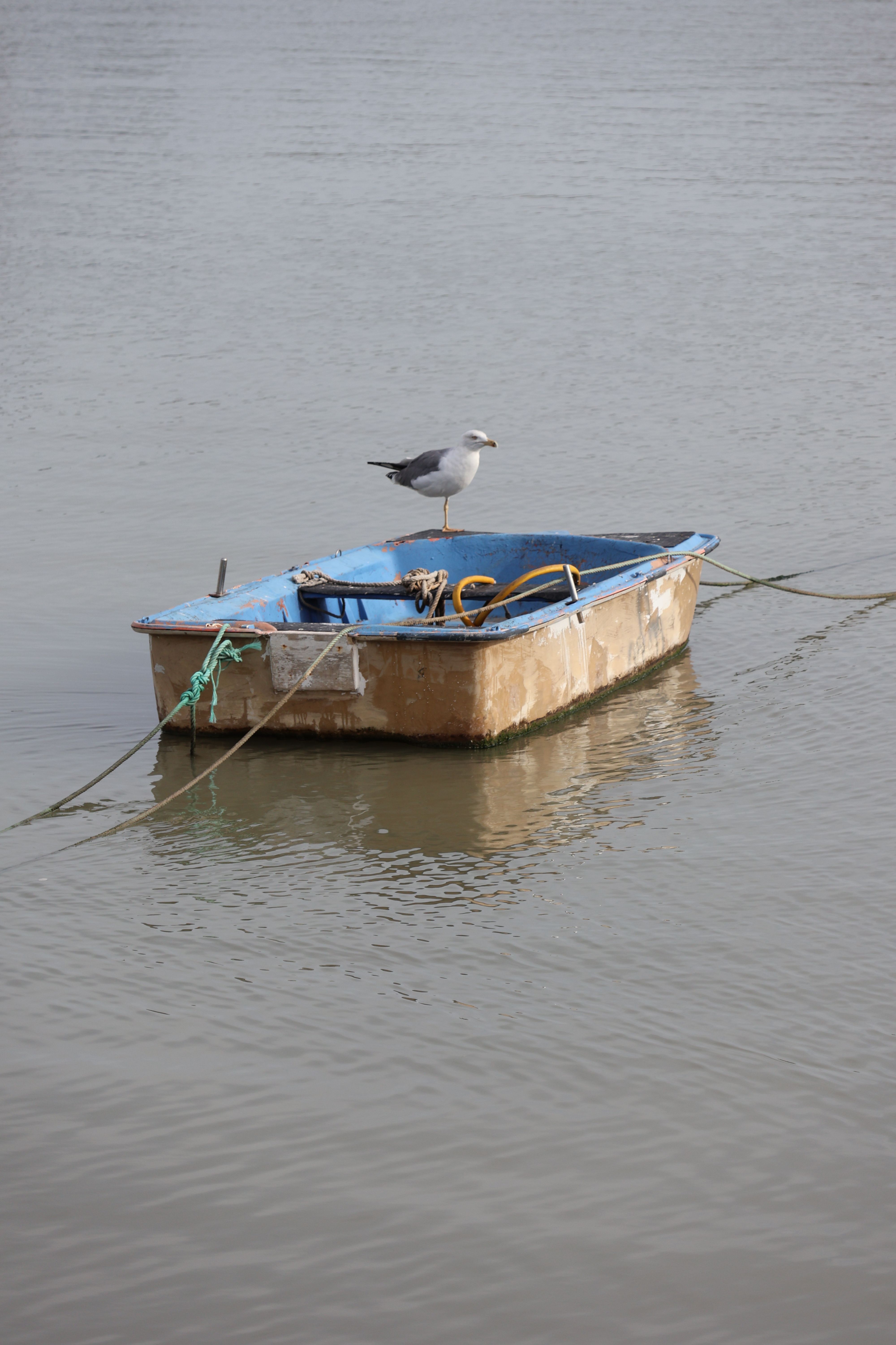 Foto de stock gratuita sobre agua, aguas calmadas, al aire libre ...
