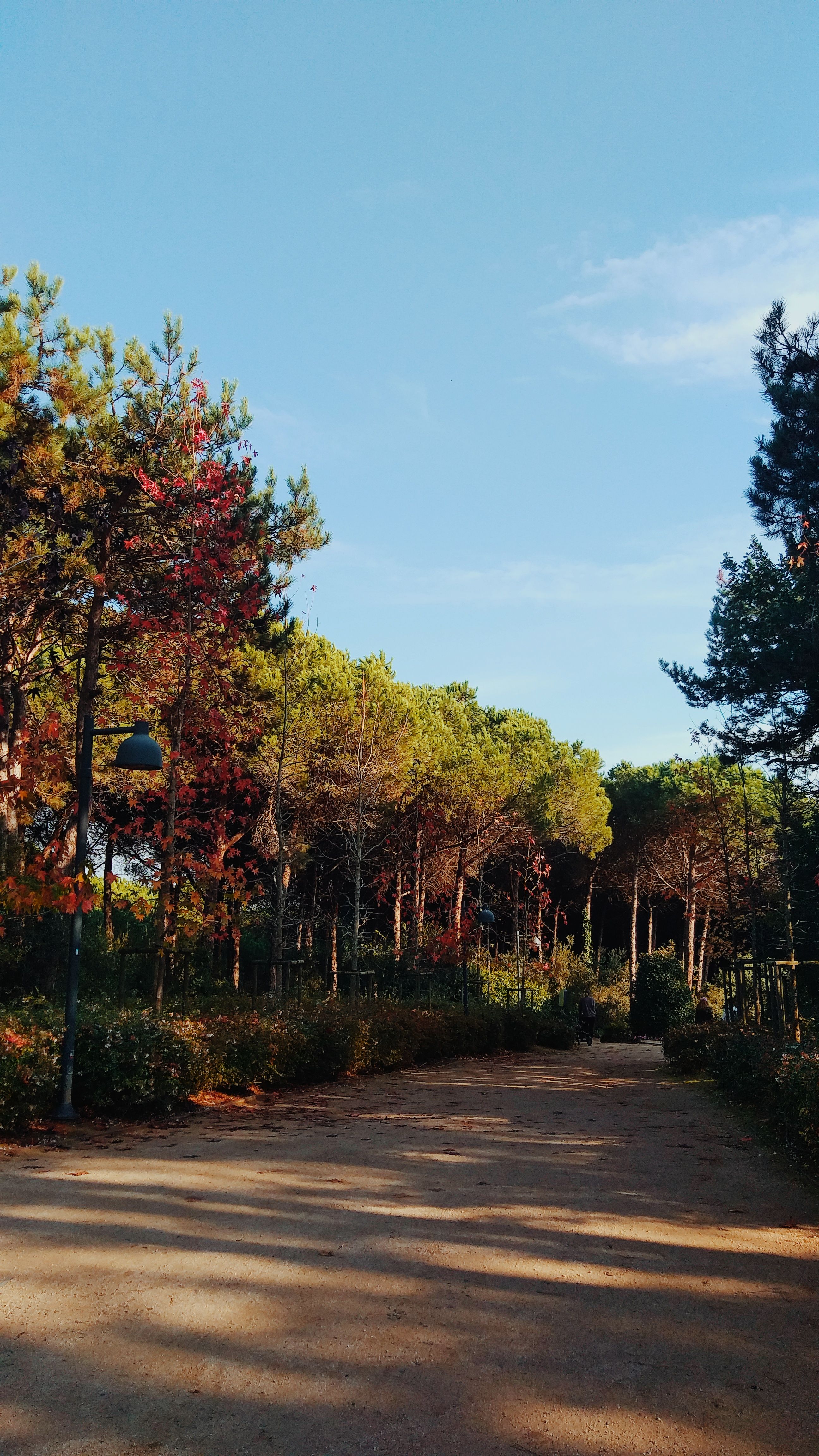 Scenic Forest Pathway in İstanbul's Fall Setting · Free Stock Photo