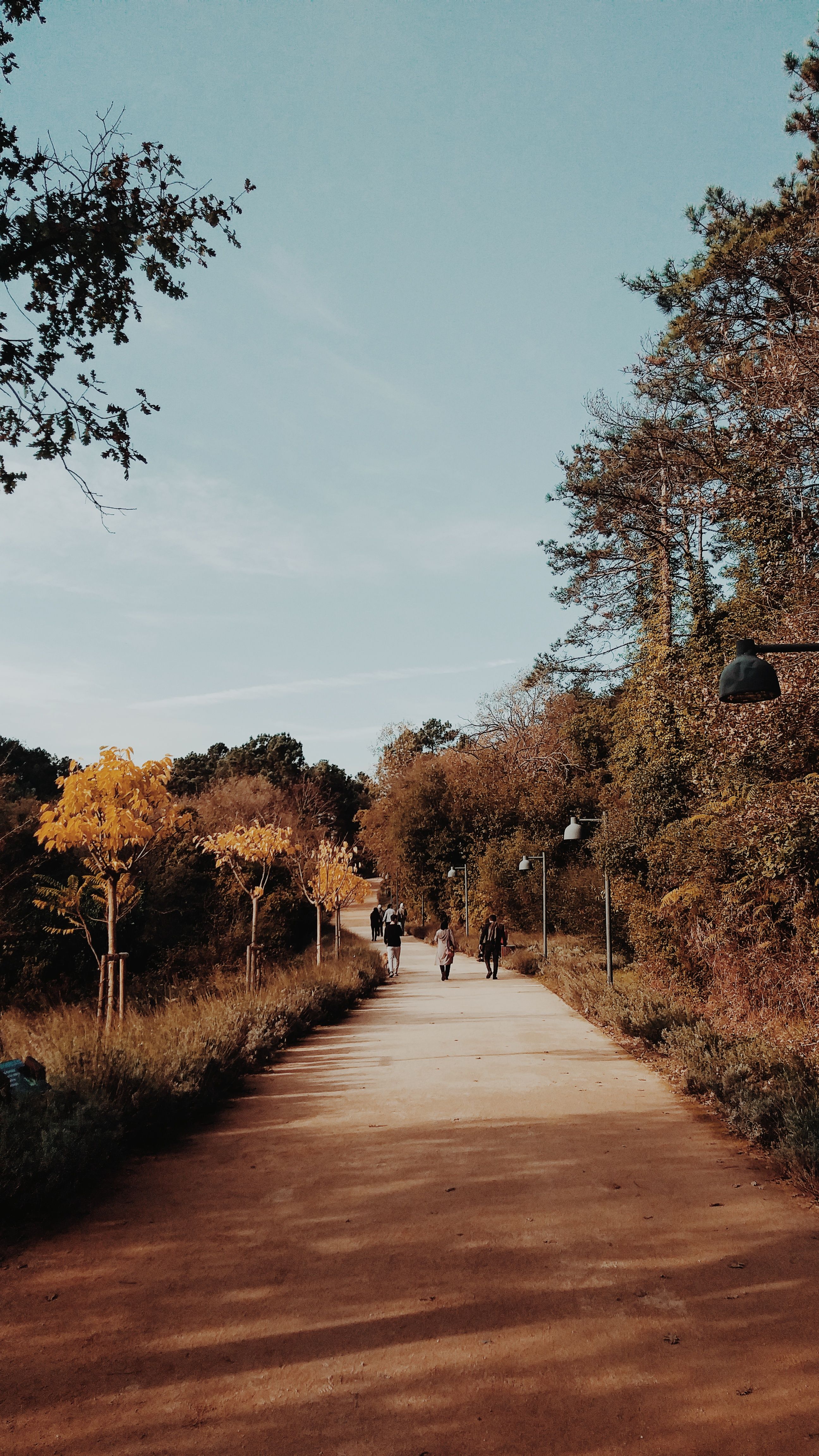 Picturesque Autumn Pathway in İstanbul Park · Free Stock Photo