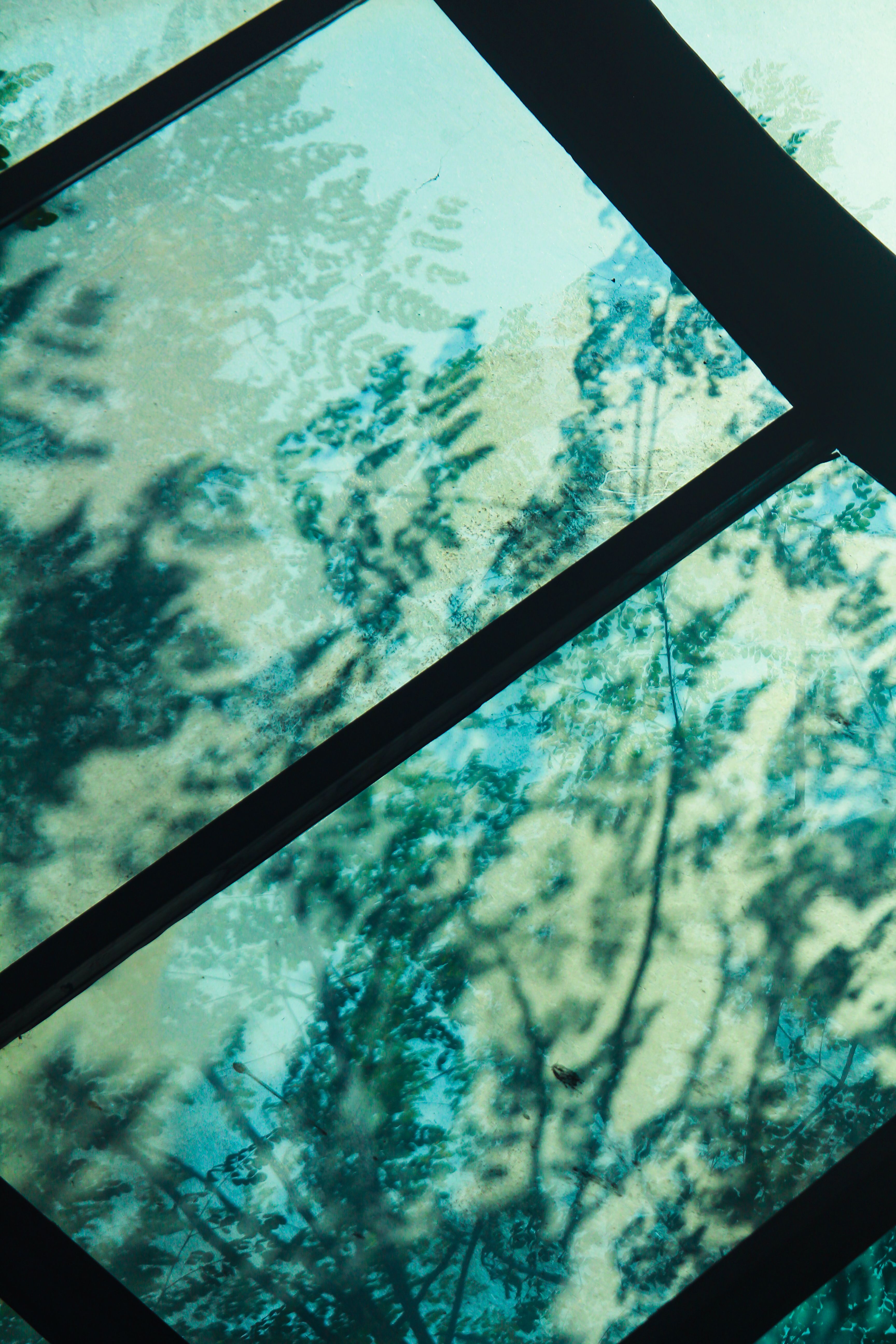 Abstract Tree Reflections on Window Glass · Free Stock Photo